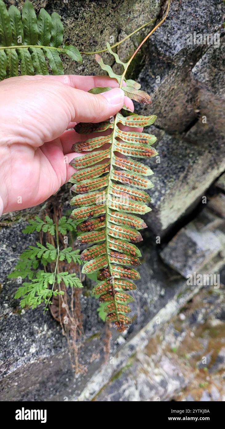 western polypody (Polypodium hesperium Stock Photo - Alamy