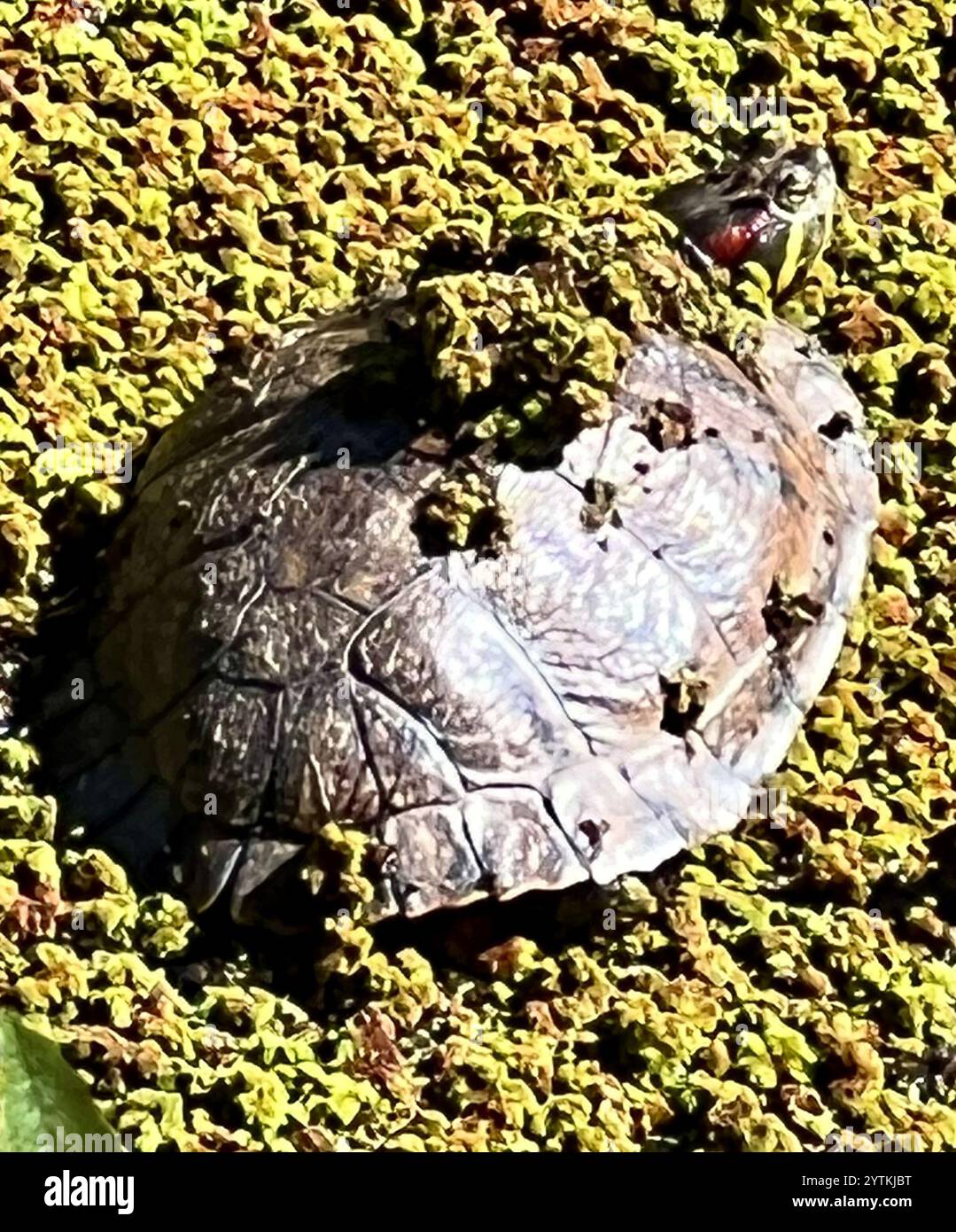 Red-eared Slider (Trachemys scripta elegans Stock Photo - Alamy