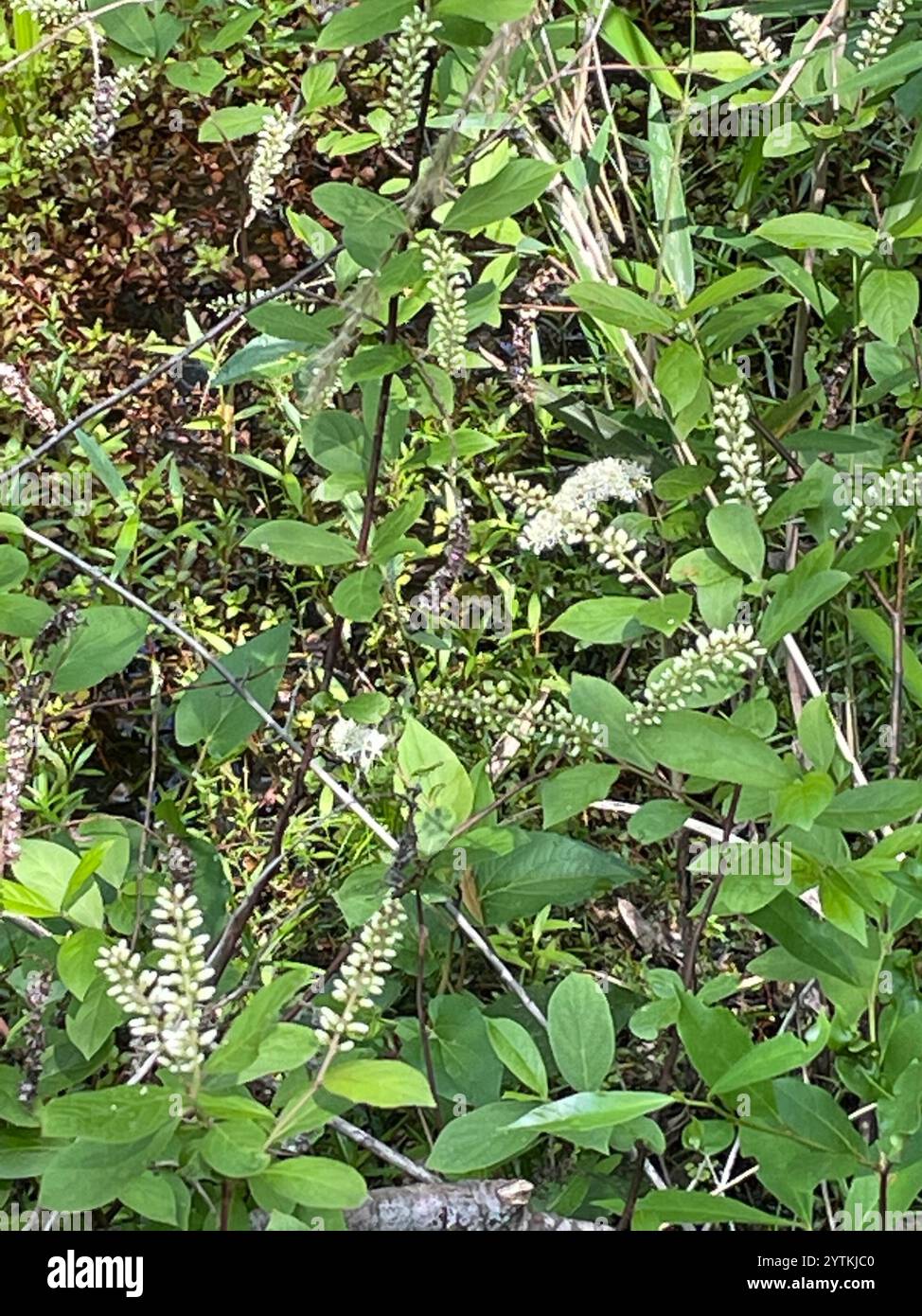 Virginia sweetspire (Itea virginica Stock Photo - Alamy