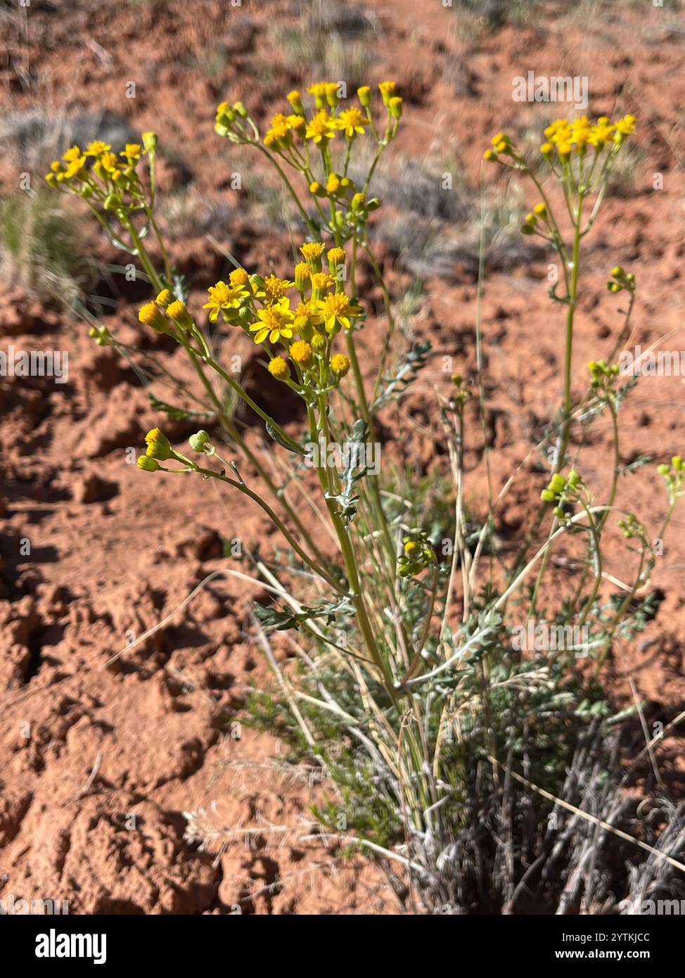 Lobeleaf Groundsel (Packera multilobata Stock Photo - Alamy