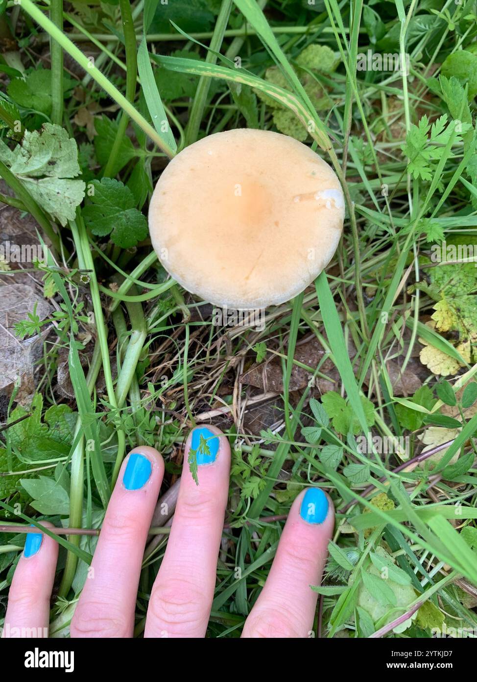 Common Fieldcap (Agrocybe pediades Stock Photo - Alamy