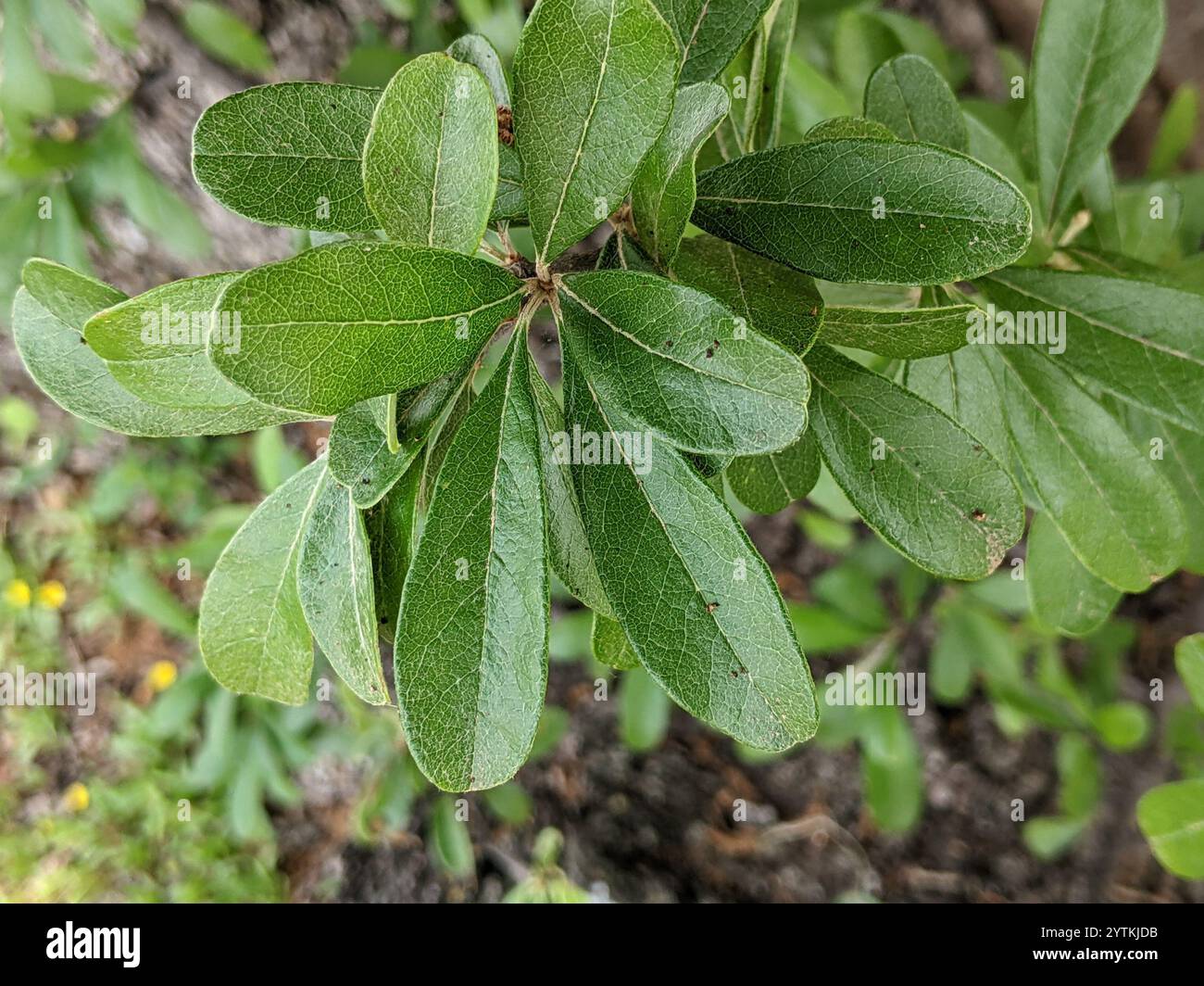 Gum bumelia (Sideroxylon lanuginosum Stock Photo - Alamy