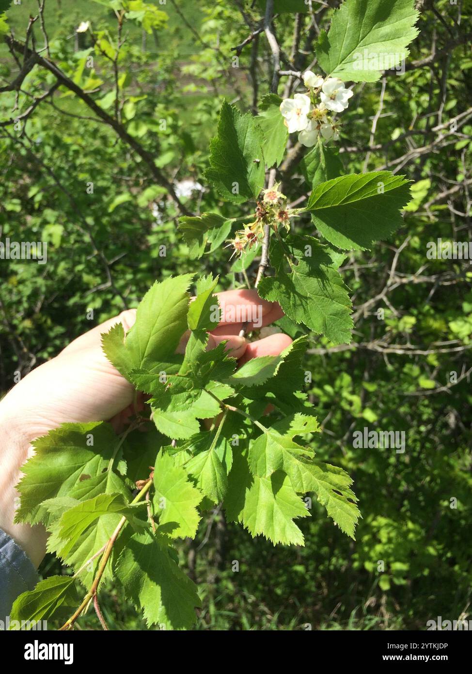 Hairy Cockspurthorn (Crataegus submollis Stock Photo - Alamy