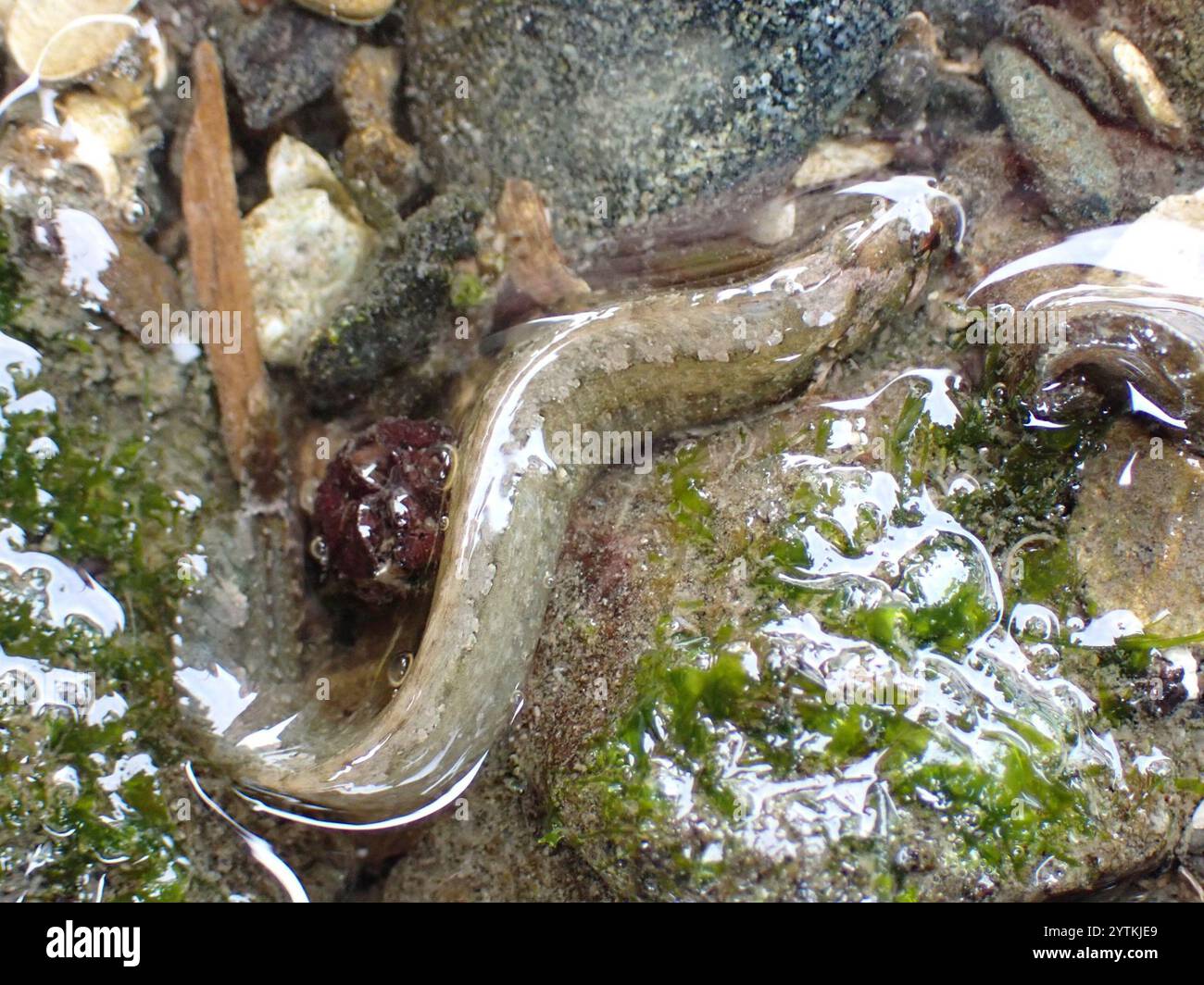 High Cockscomb (Anoplarchus purpurescens Stock Photo - Alamy