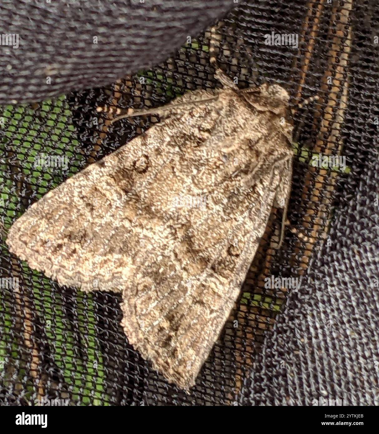 Cutworms and Dart Moths (Noctuinae Stock Photo - Alamy