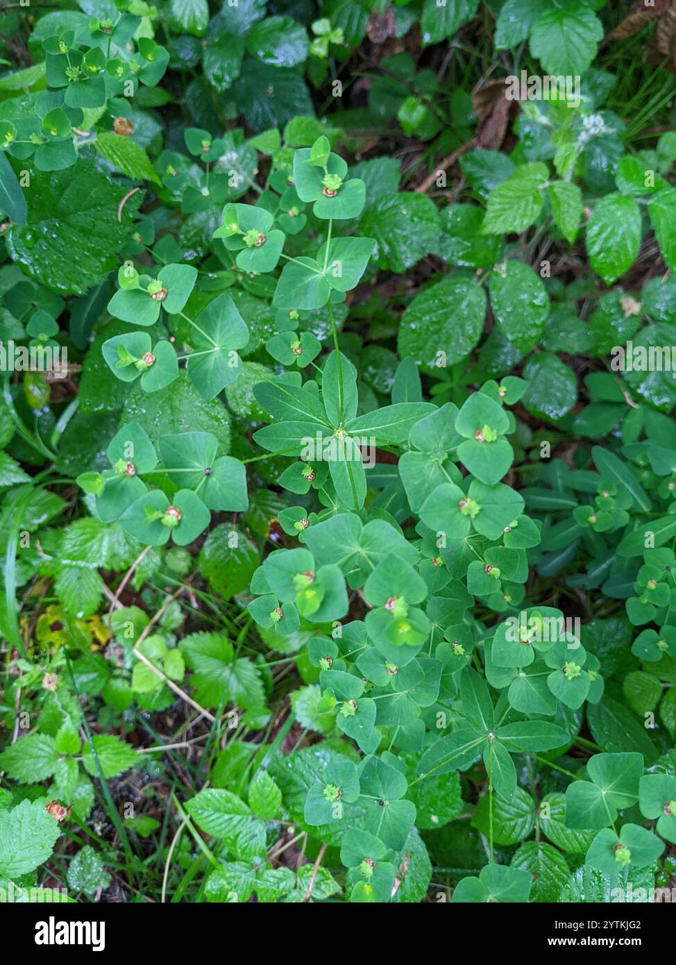 Sweet Spurge (Euphorbia dulcis Stock Photo - Alamy