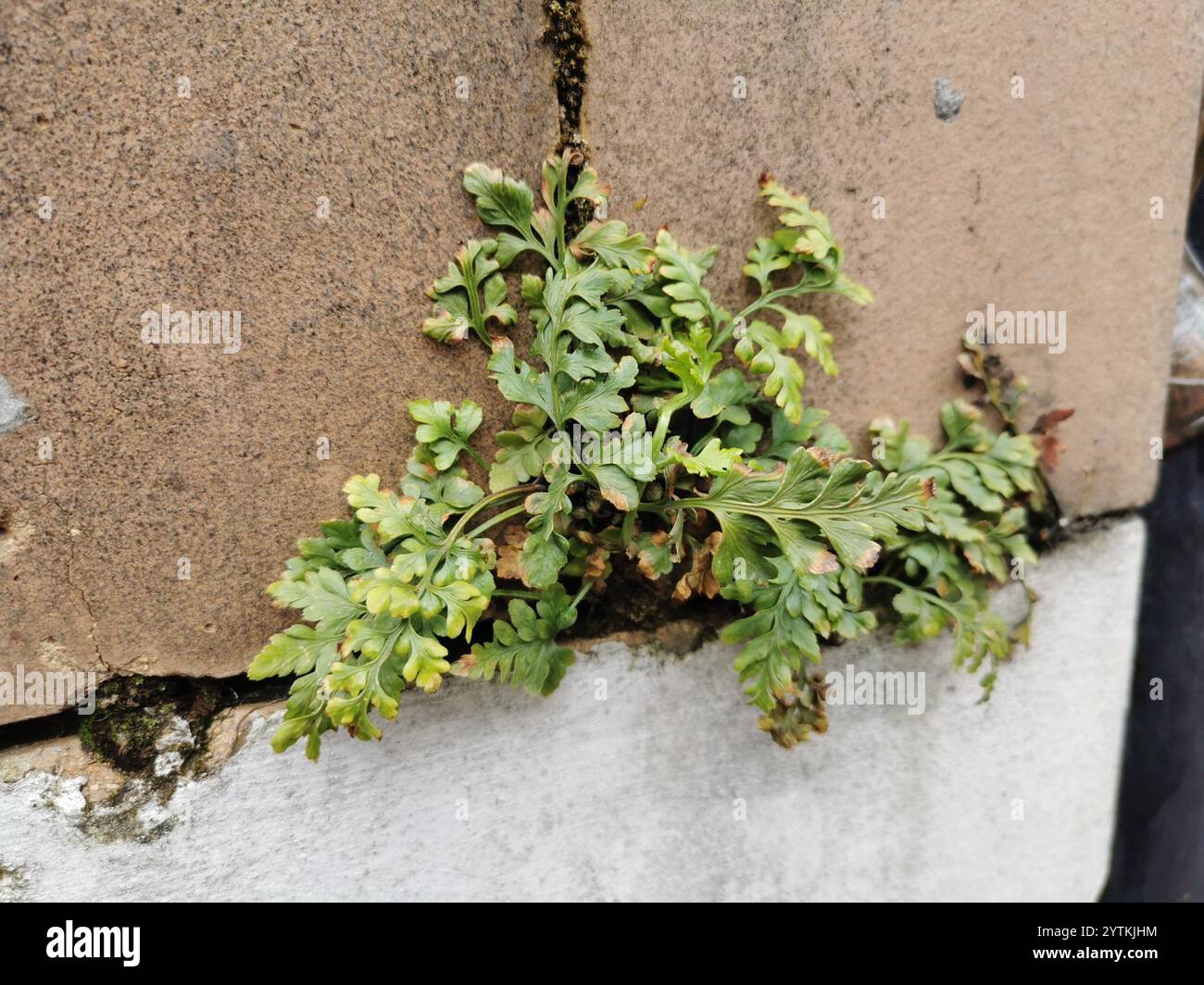 wall-rue (Asplenium ruta-muraria Stock Photo - Alamy