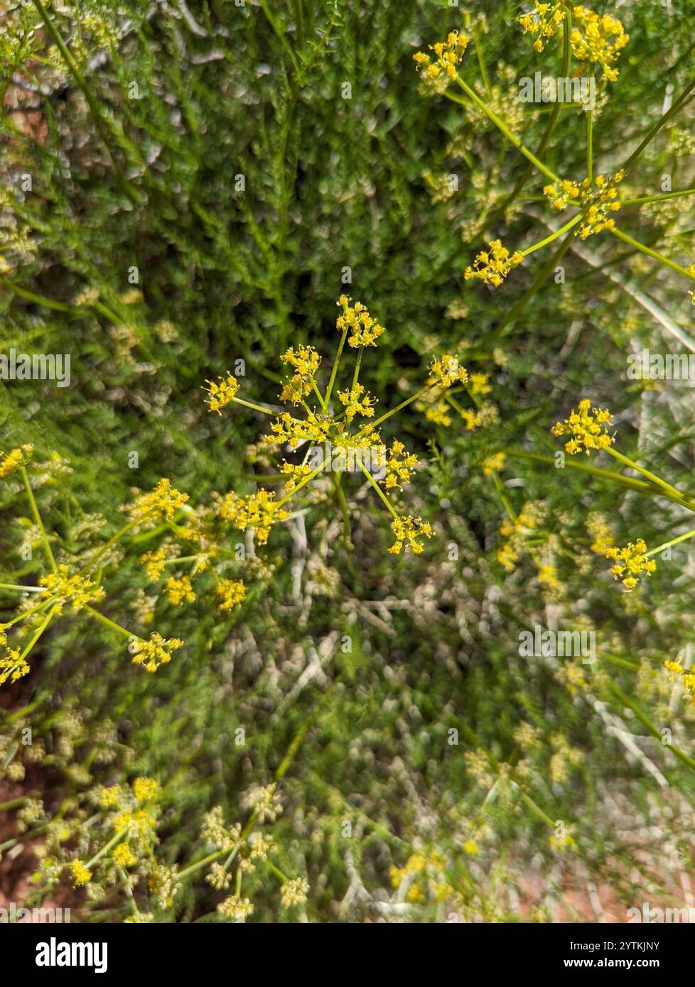 Western Tansymustard (Descurainia pinnata Stock Photo - Alamy