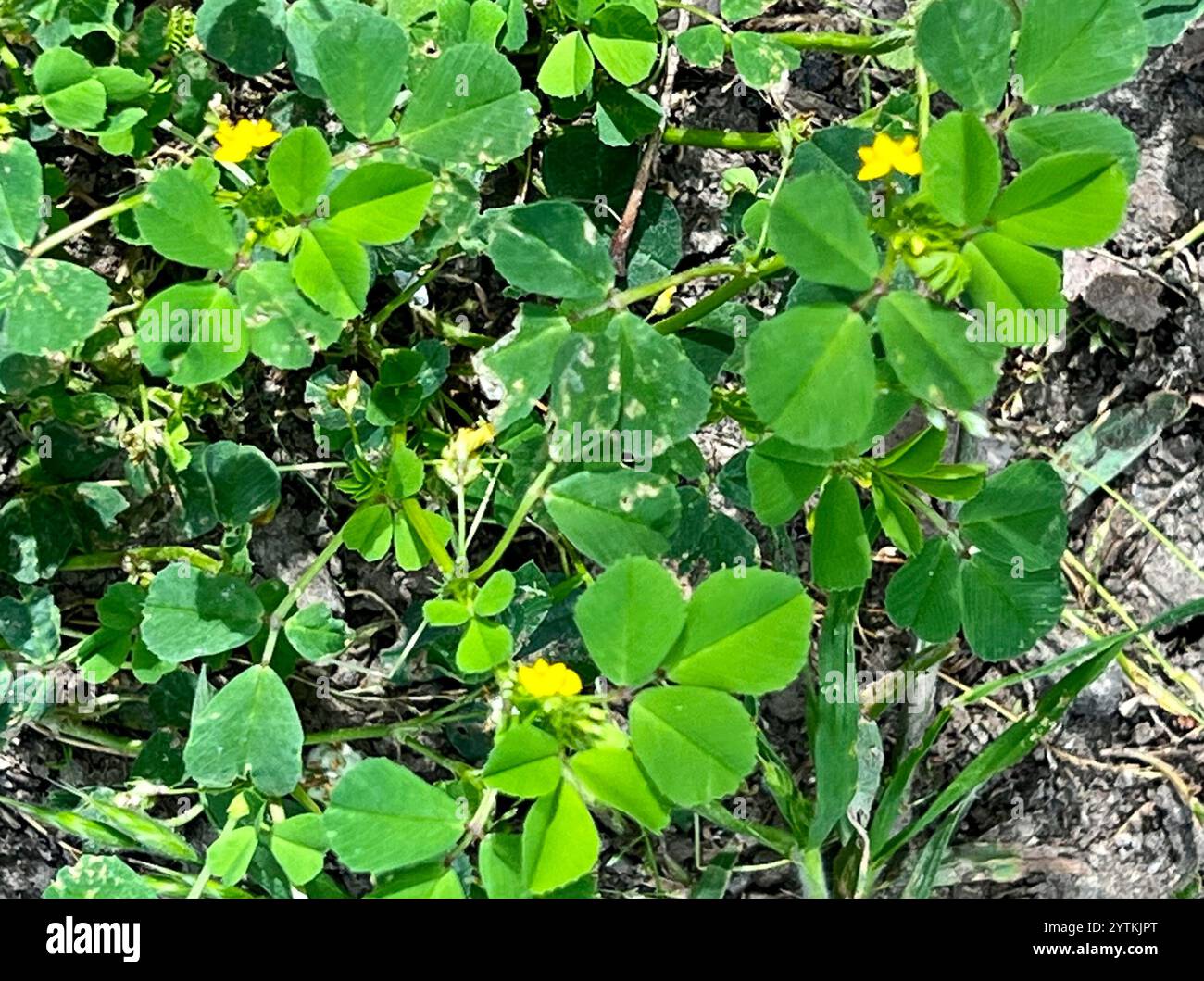 bur clover (Medicago polymorpha Stock Photo - Alamy
