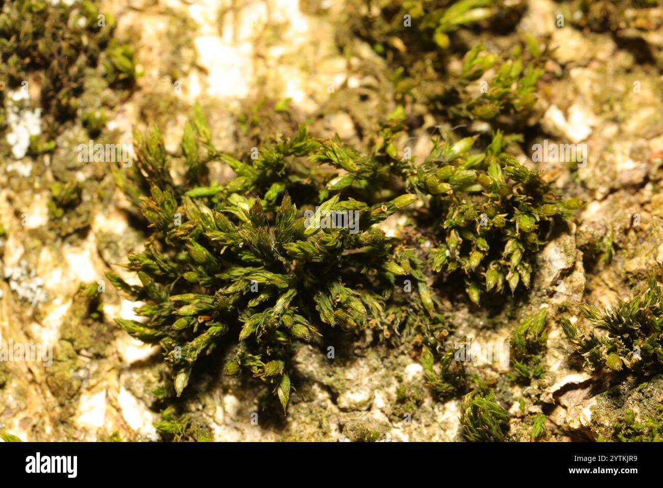 Lewinskya affinis hi-res stock photography and images - Alamy