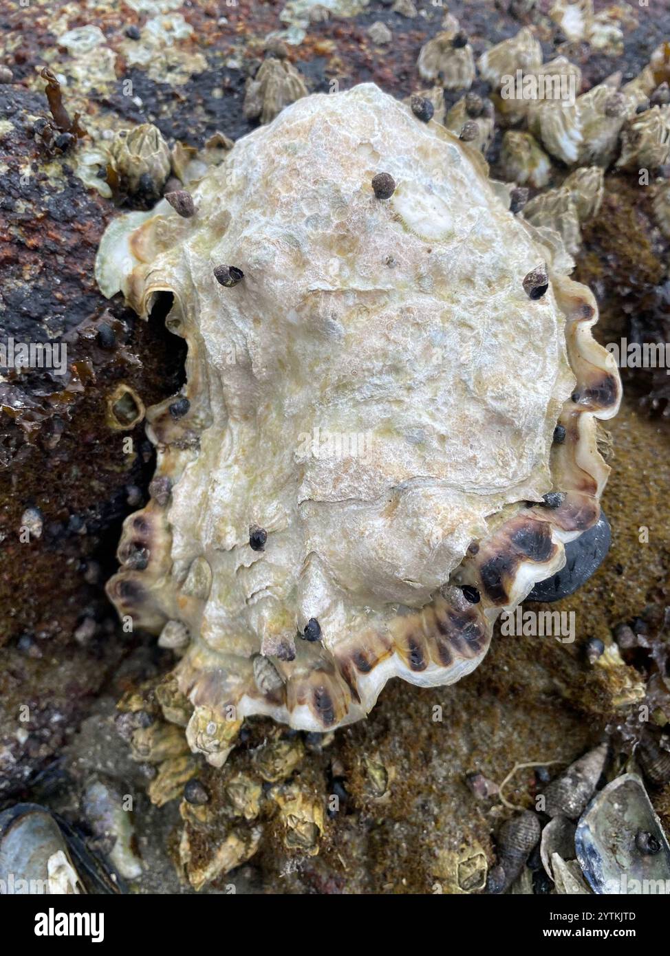 Pacific oyster magallana gigas hi-res stock photography and images - Alamy