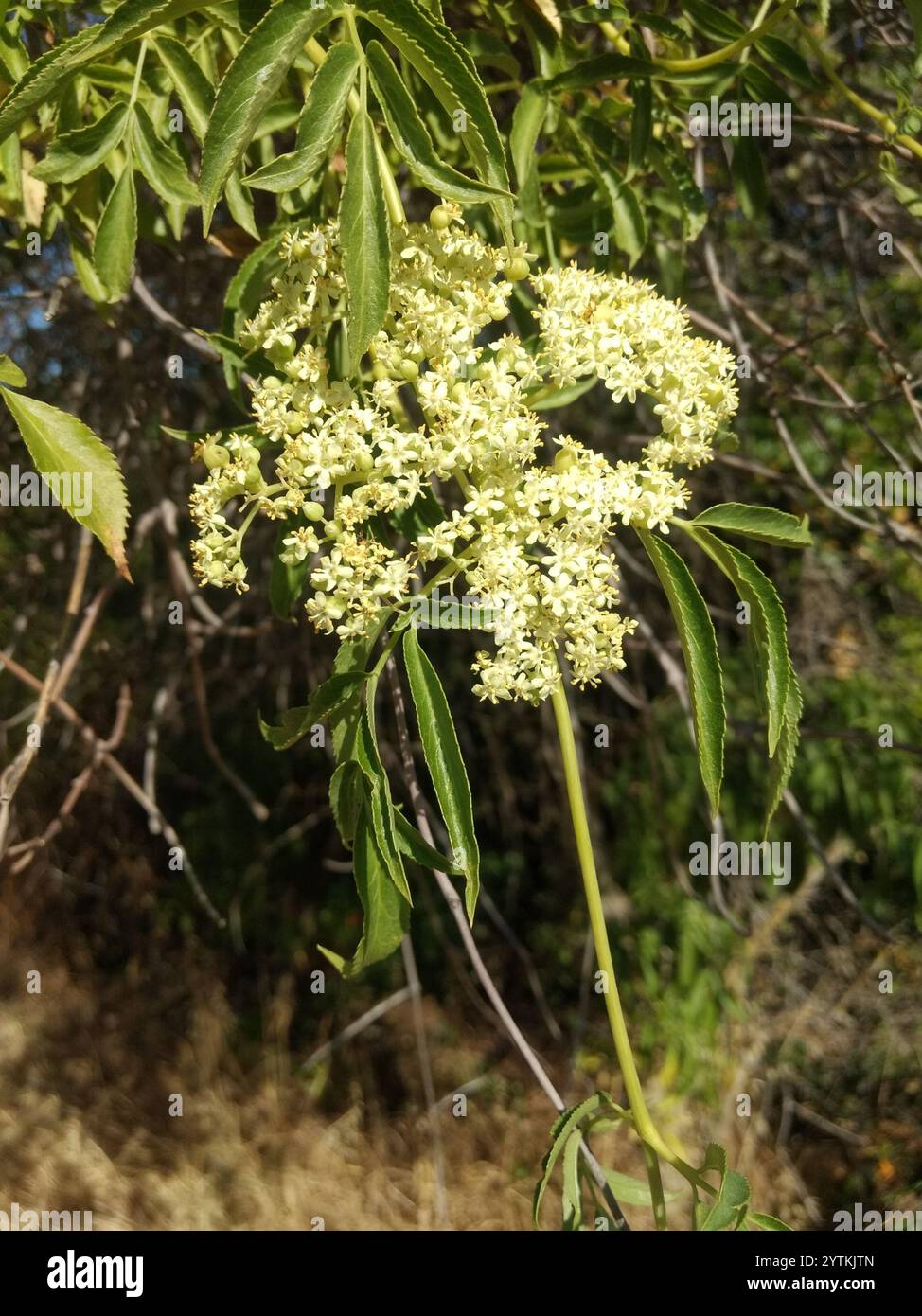 blue elder (Sambucus cerulea Stock Photo - Alamy