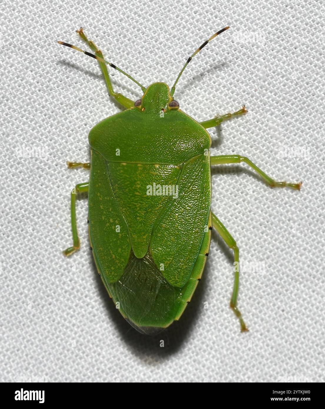 Green Stink Bug (Chinavia hilaris Stock Photo - Alamy