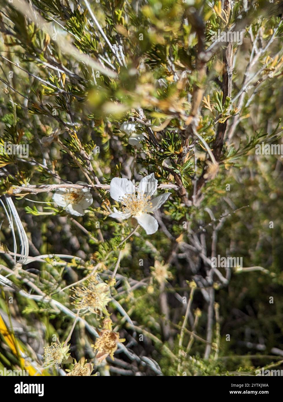 Apache plume (Fallugia paradoxa Stock Photo - Alamy