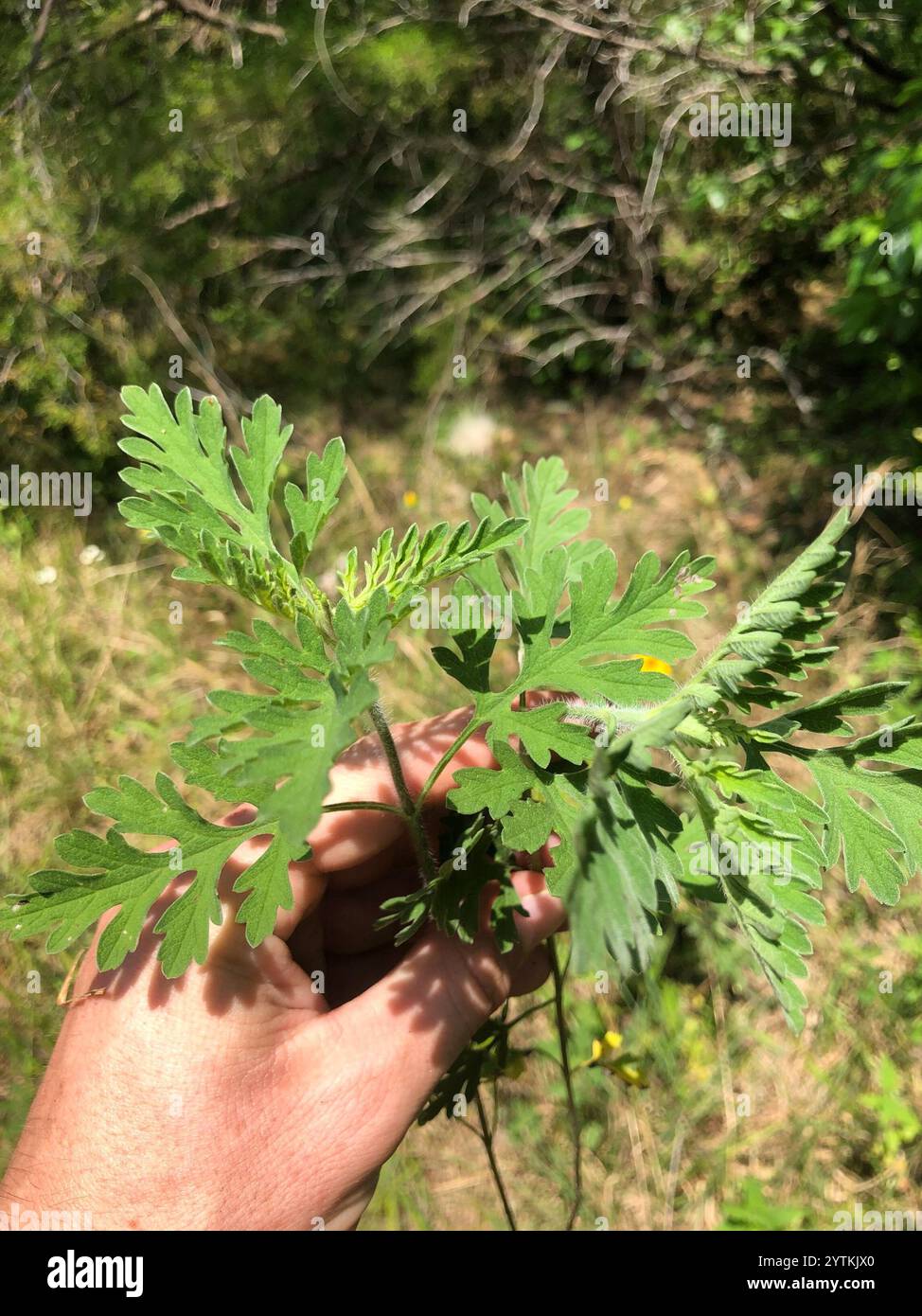 Western ragweed hi-res stock photography and images - Alamy