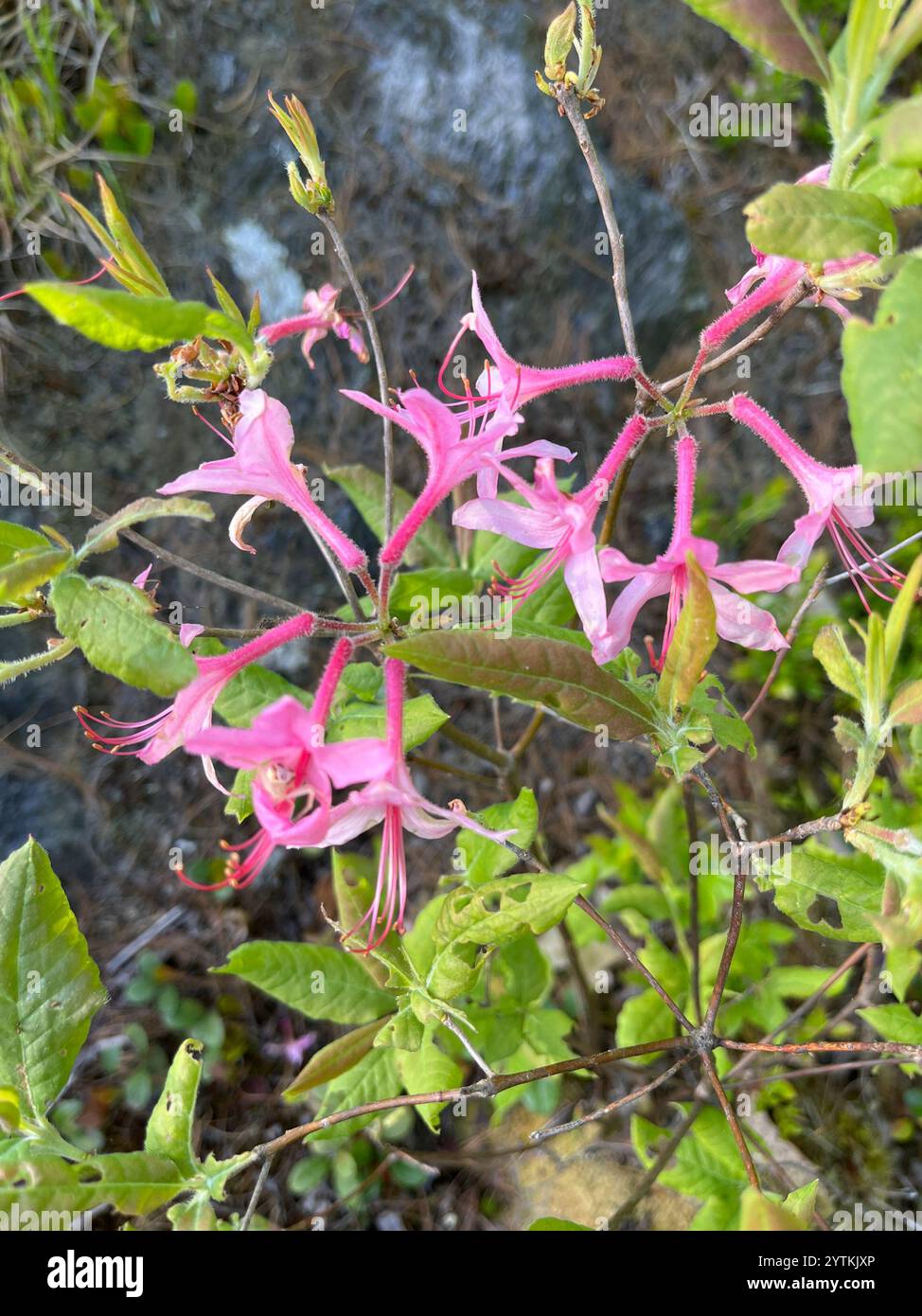 early azalea (Rhododendron prinophyllum Stock Photo - Alamy