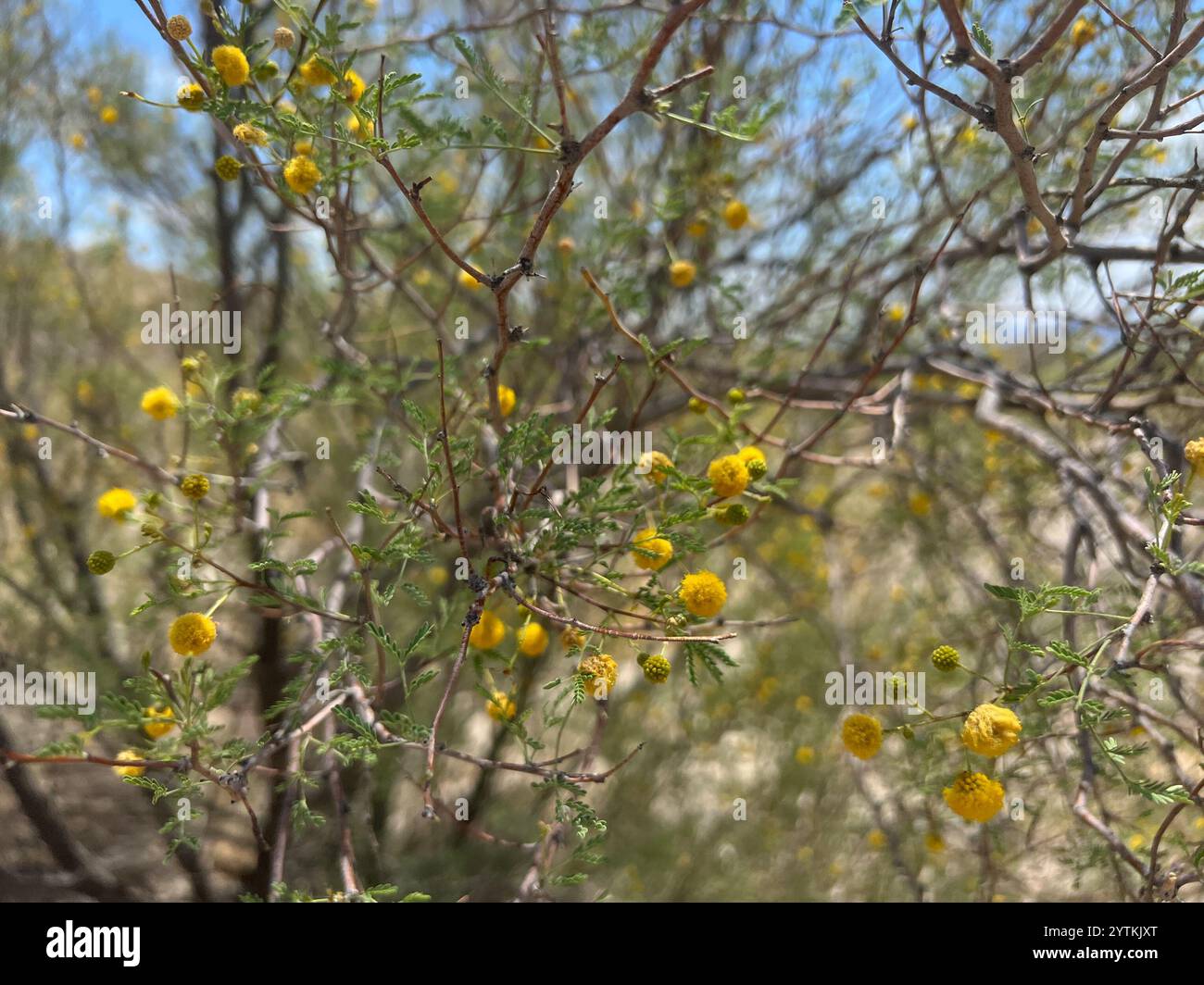 whitethorn acacia (Vachellia constricta Stock Photo - Alamy