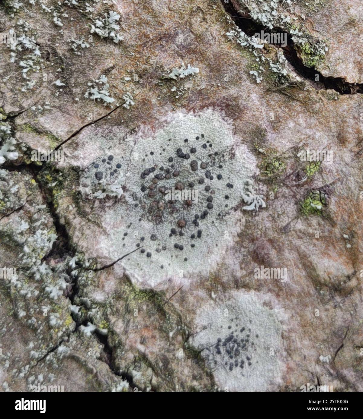 common lichens (Lecanoromycetes Stock Photo - Alamy