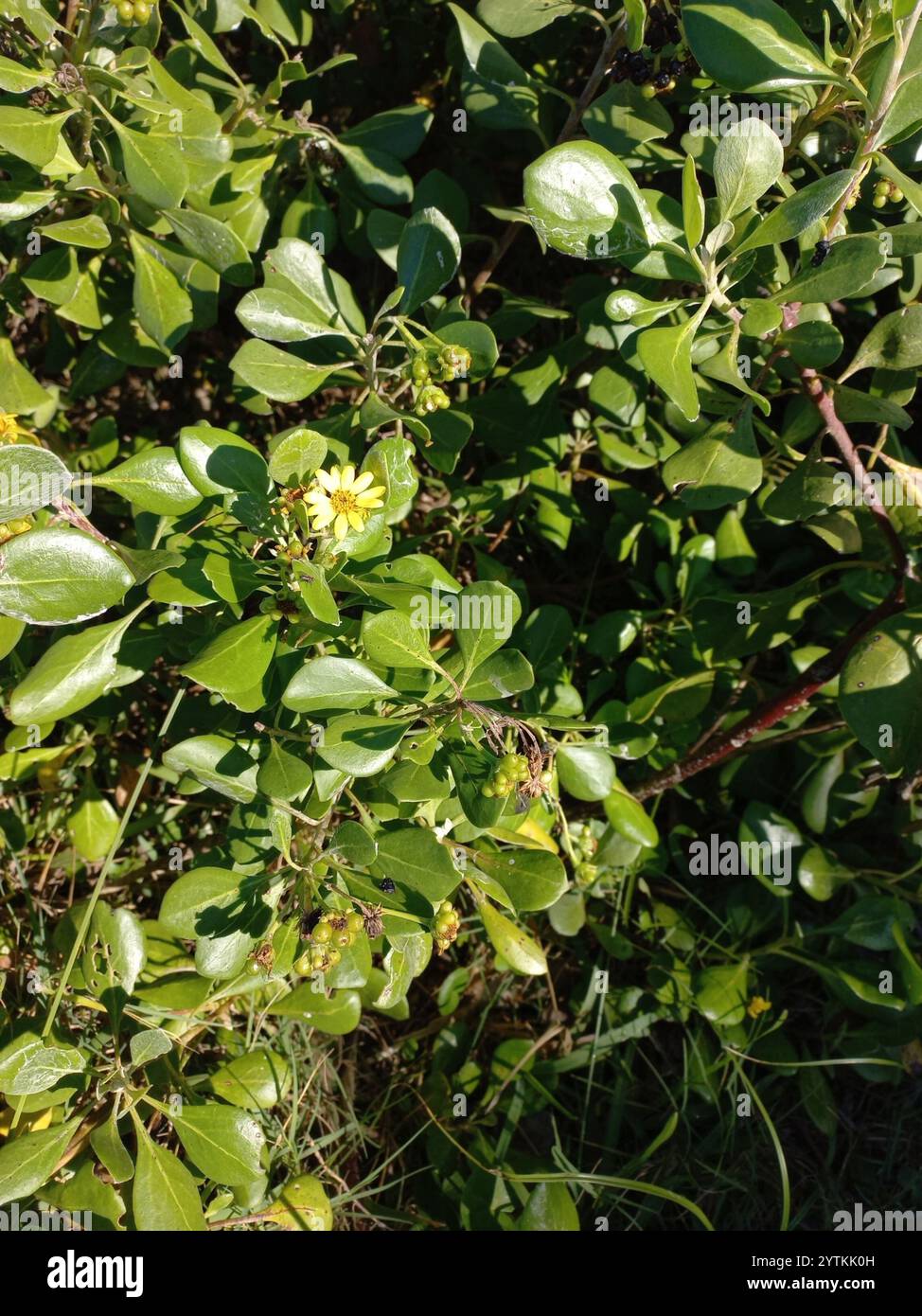 Bietou (Osteospermum moniliferum Stock Photo - Alamy