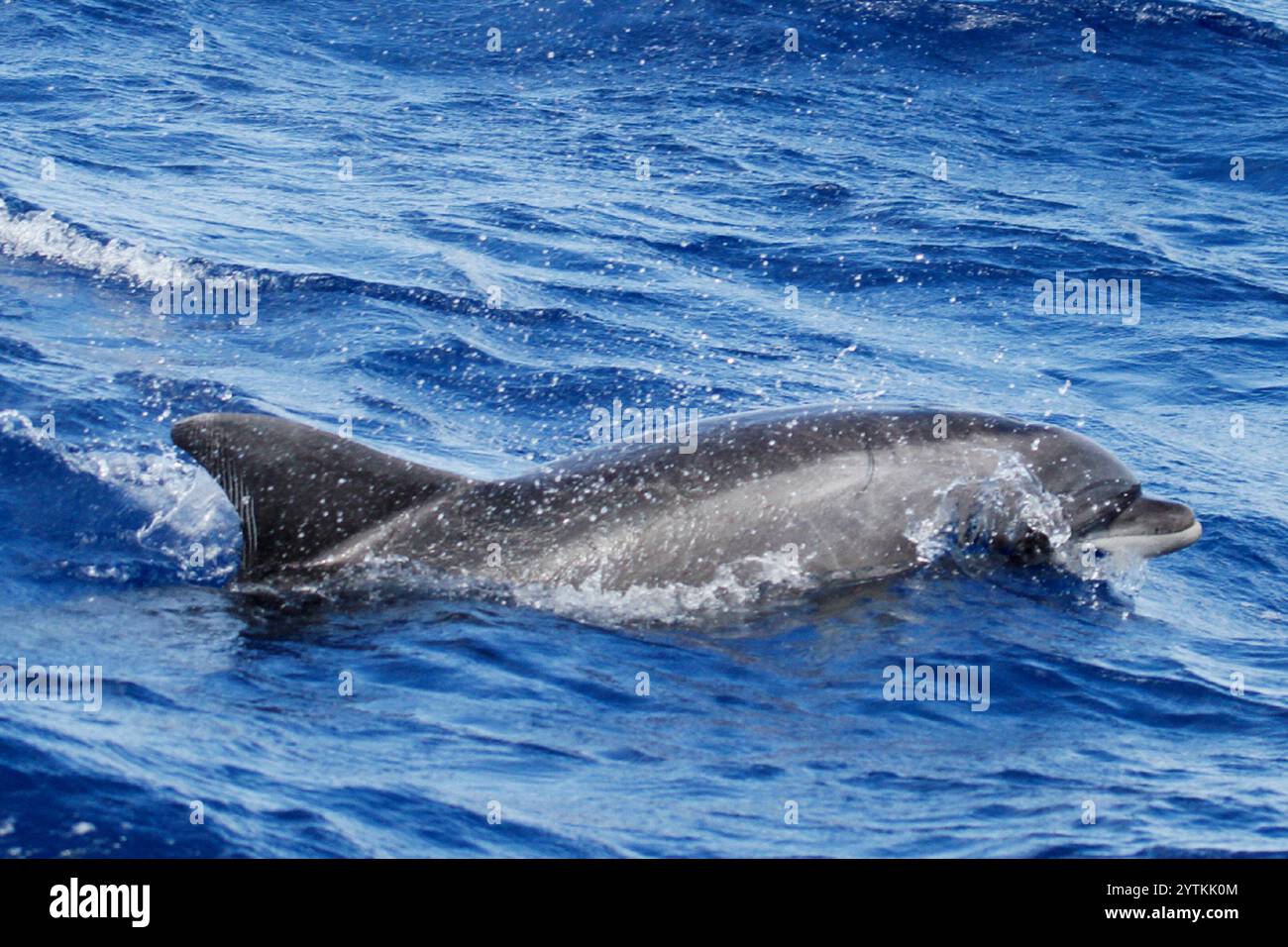 Common Bottlenose Dolphin (Tursiops truncatus Stock Photo - Alamy