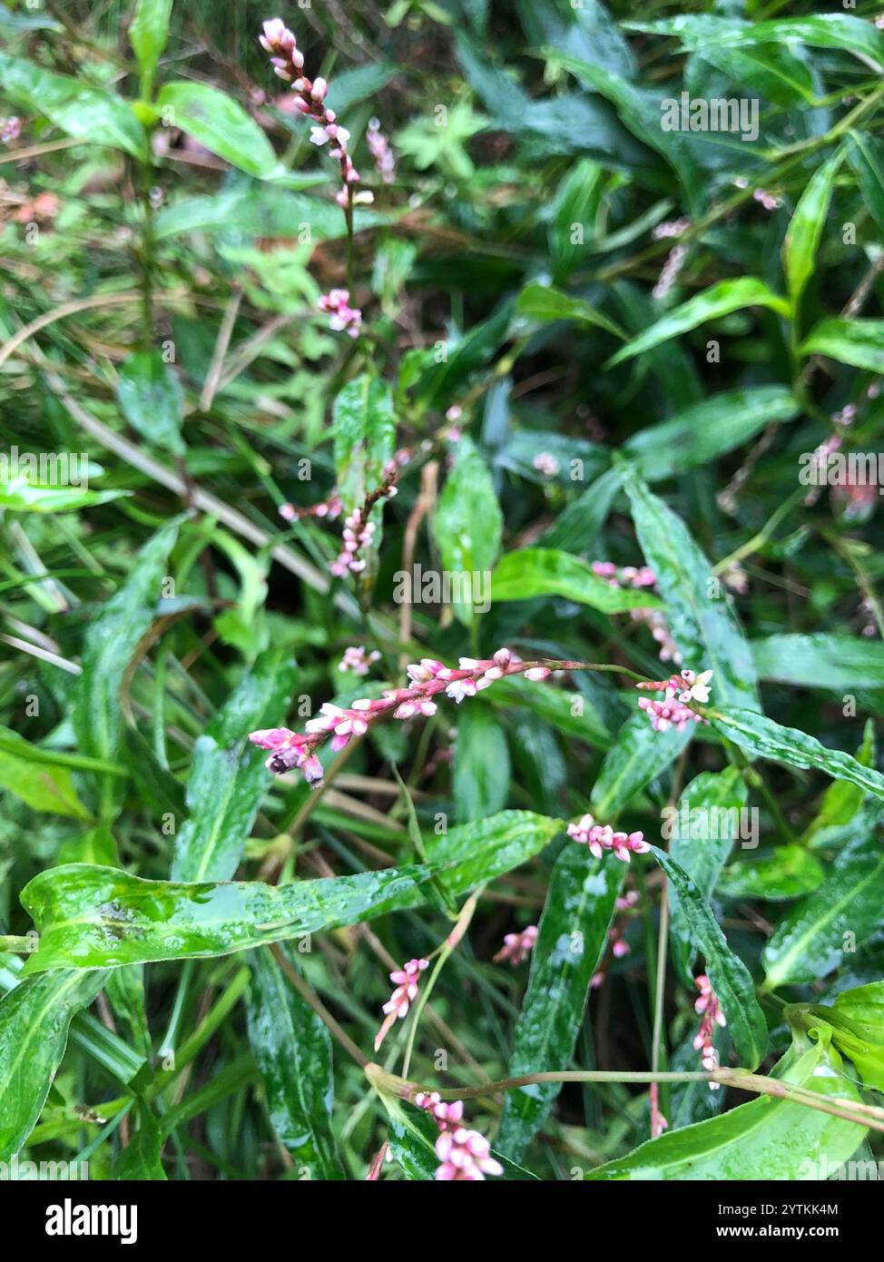 Slender knotweed hi-res stock photography and images - Alamy