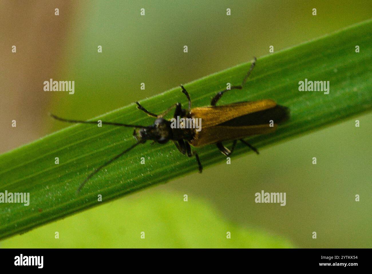 Oedemera femorata hi-res stock photography and images - Alamy