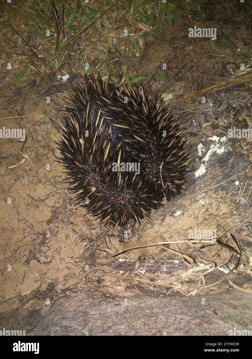 Eastern Short-beaked Echidna (Tachyglossus aculeatus aculeatus Stock ...