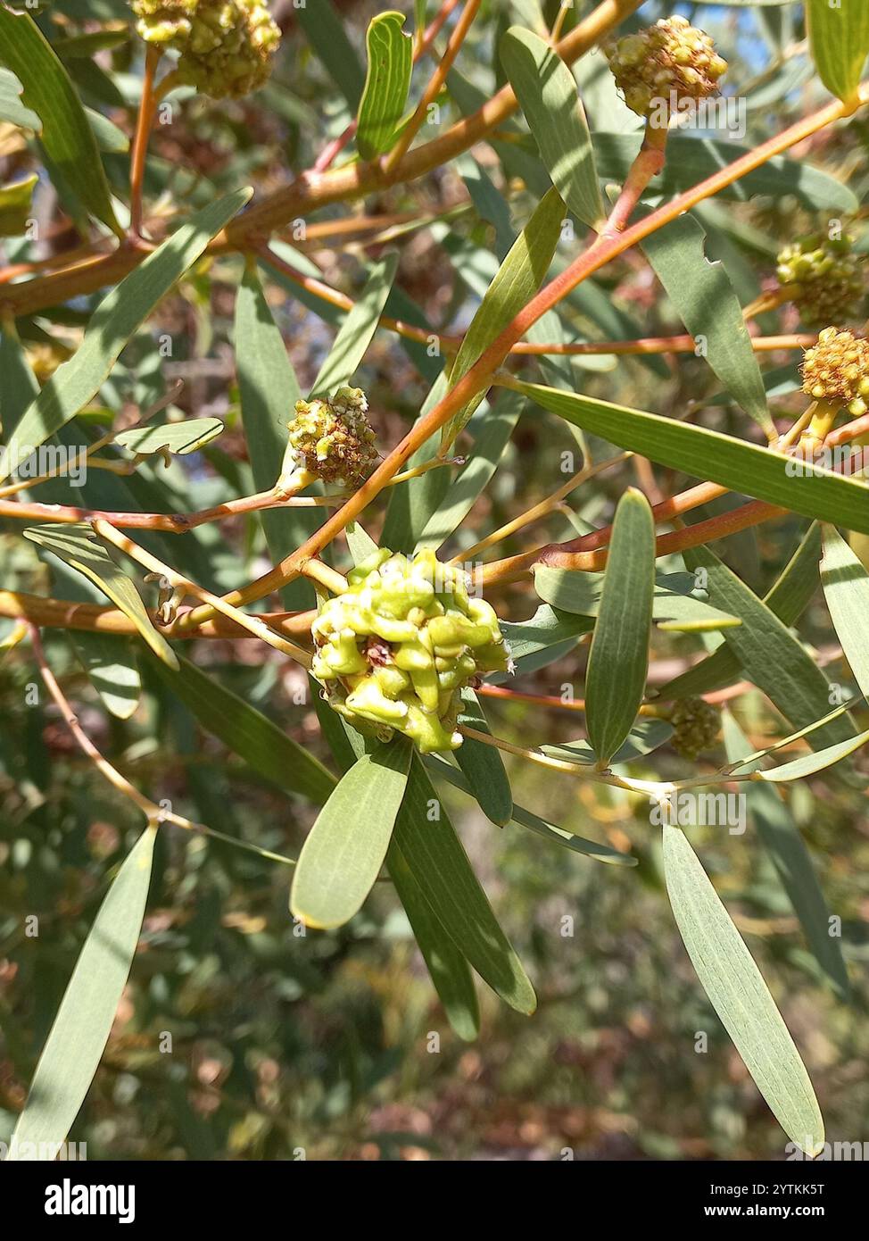 Rooikrans Gall Midge (Dasineura dielsi Stock Photo - Alamy