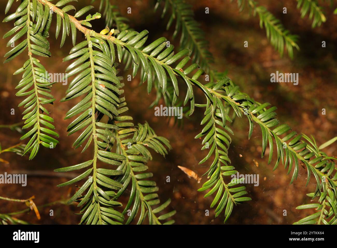common yew (Taxus baccata Stock Photo - Alamy