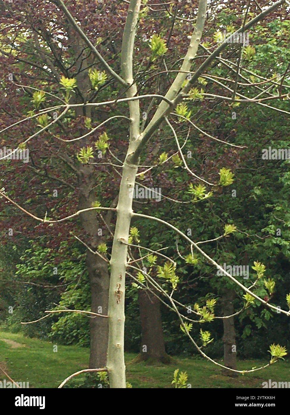 European ash (Fraxinus excelsior Stock Photo - Alamy