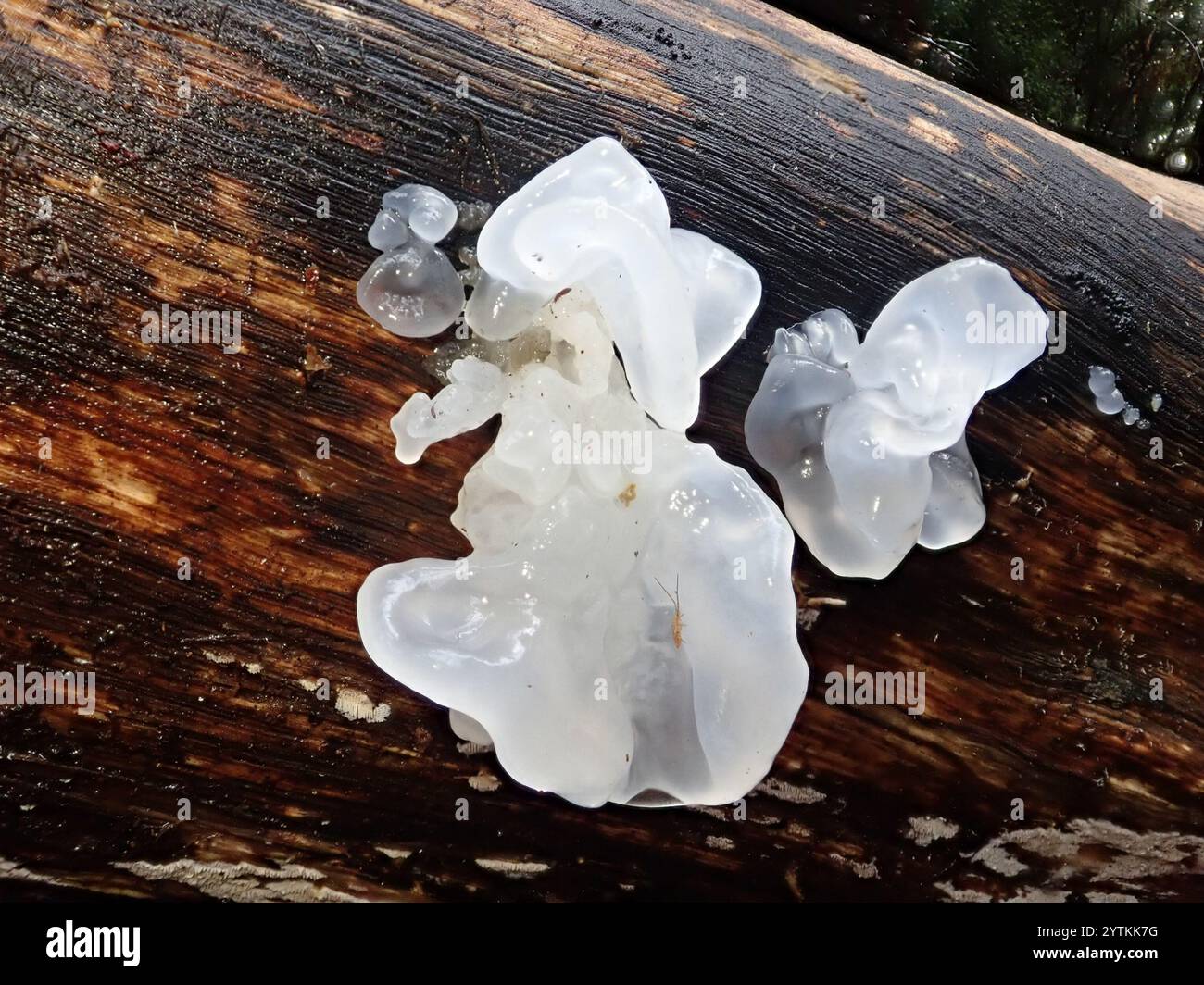 snow fungus (Tremella fuciformis Stock Photo - Alamy