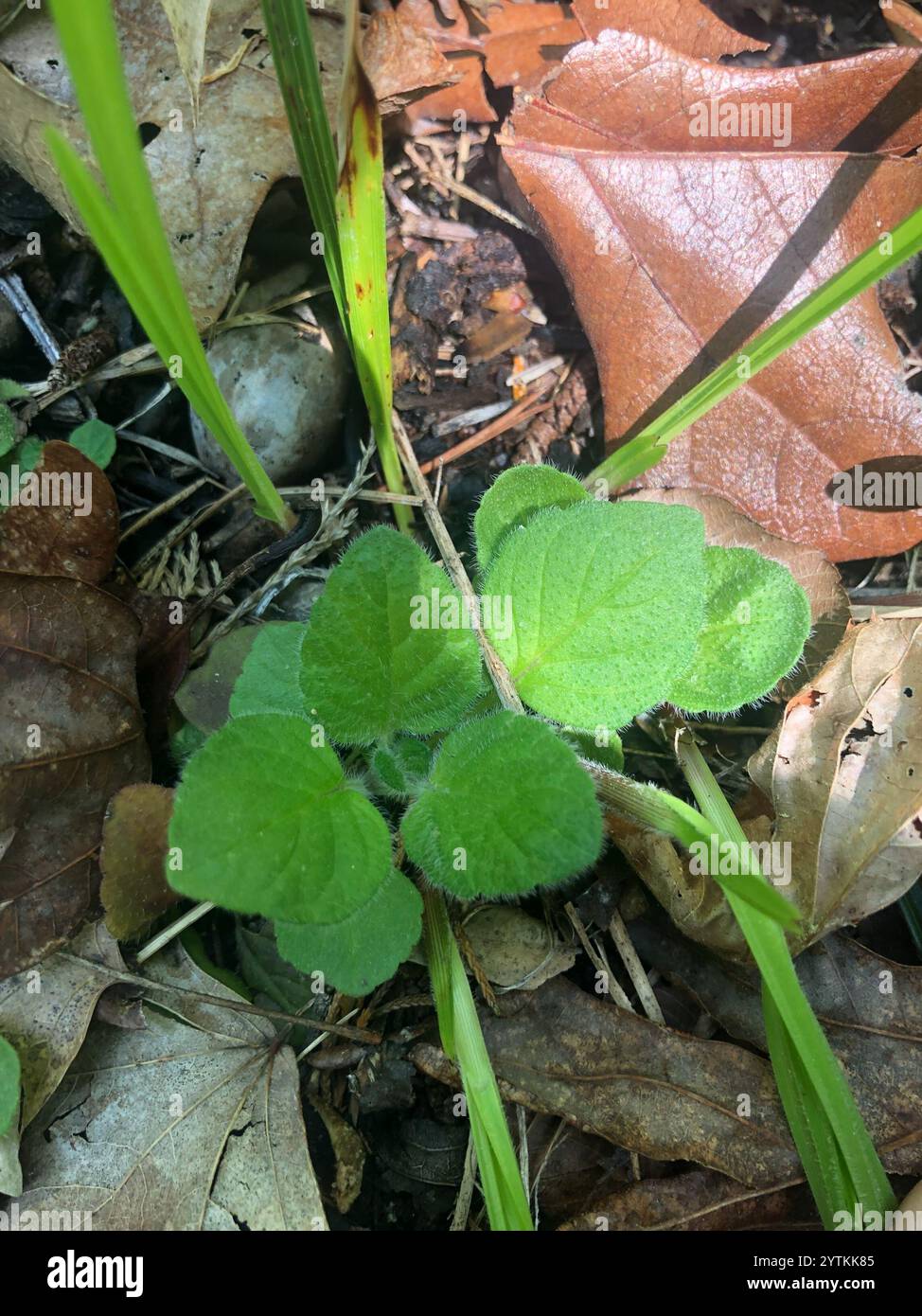 downy pagoda plant (Blephilia ciliata Stock Photo - Alamy