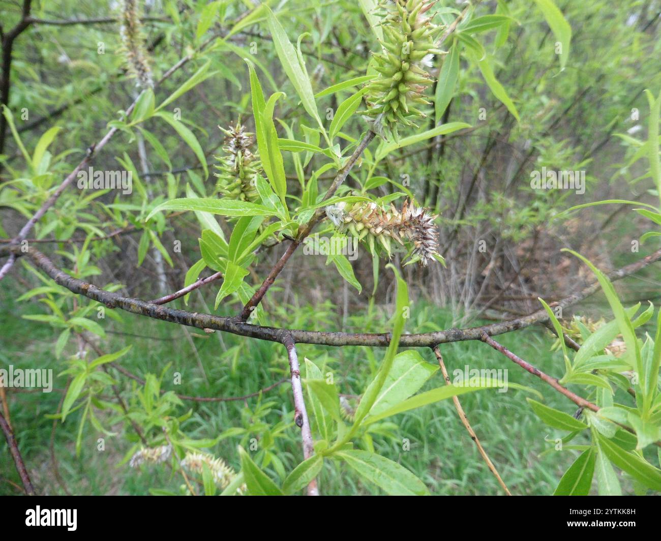 Siberian Violet-willow (Salix acutifolia Stock Photo - Alamy