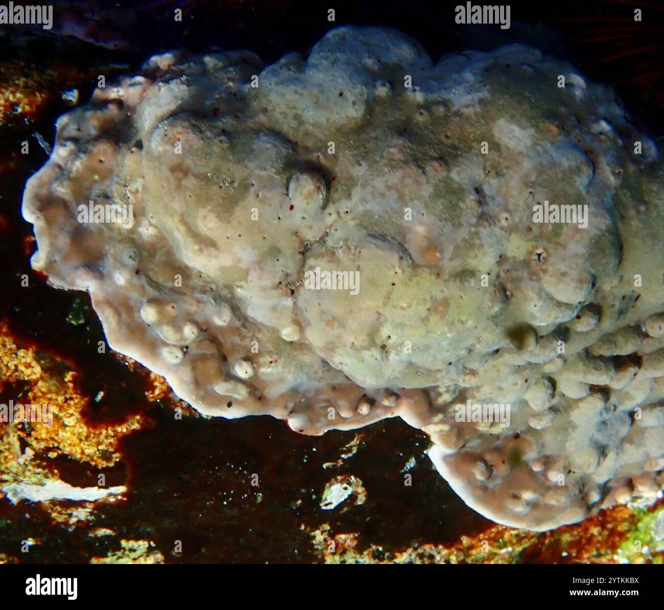 Crustose coralline algae hi-res stock photography and images - Alamy