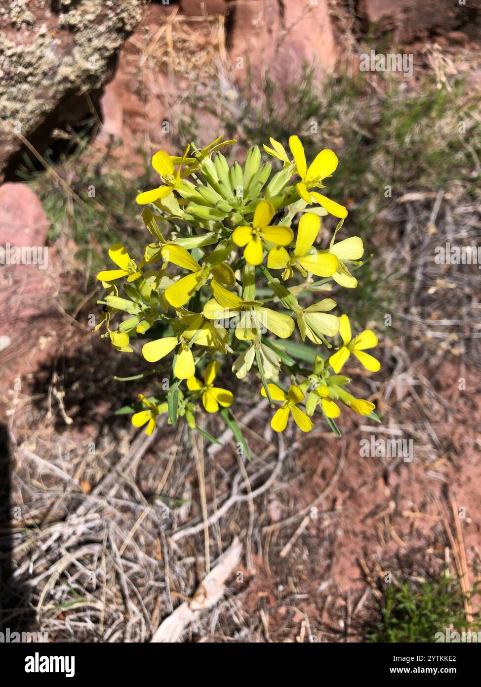 Prairie-rocket Wallflower (Erysimum asperum Stock Photo - Alamy