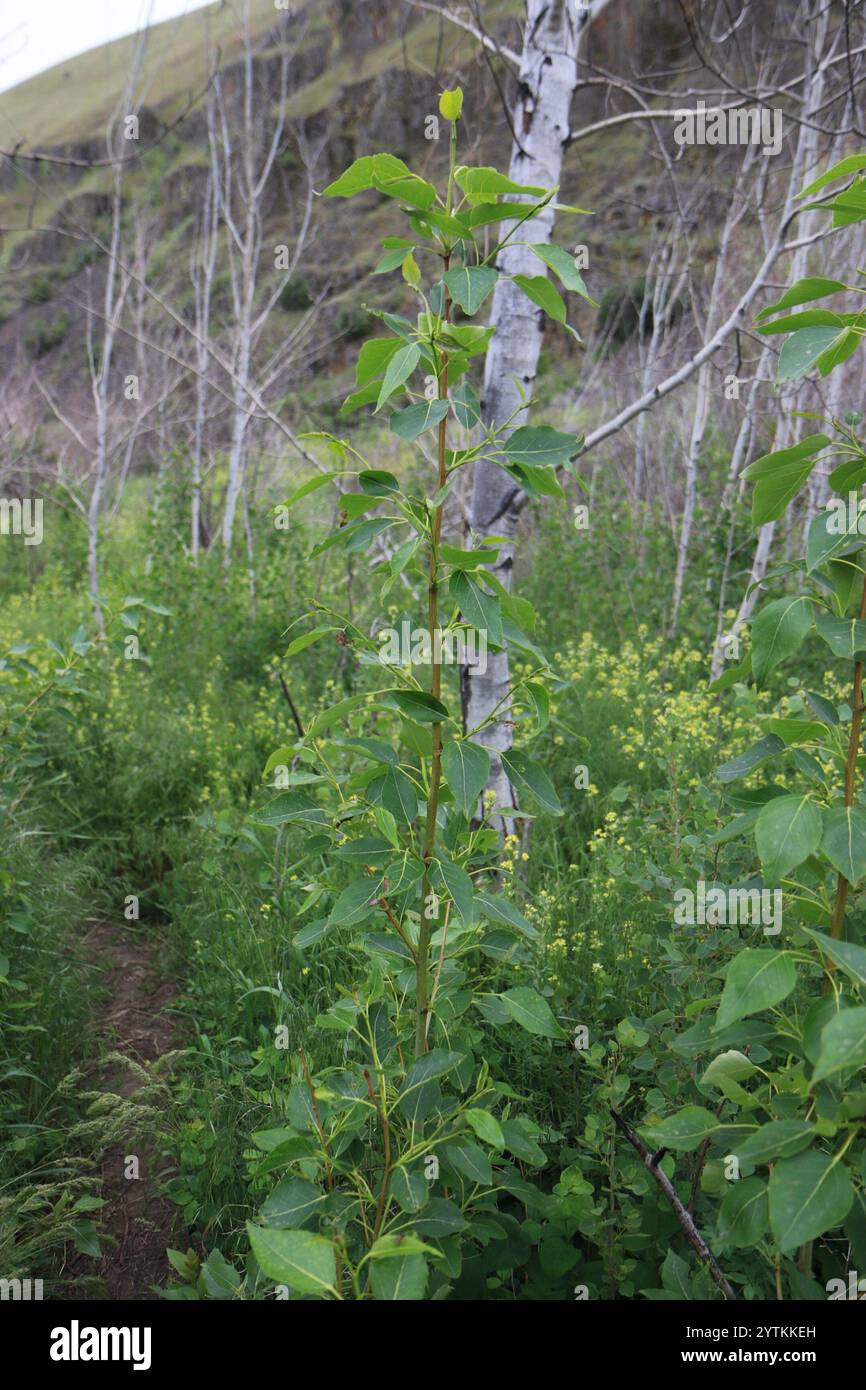 black cottonwood (Populus trichocarpa Stock Photo - Alamy