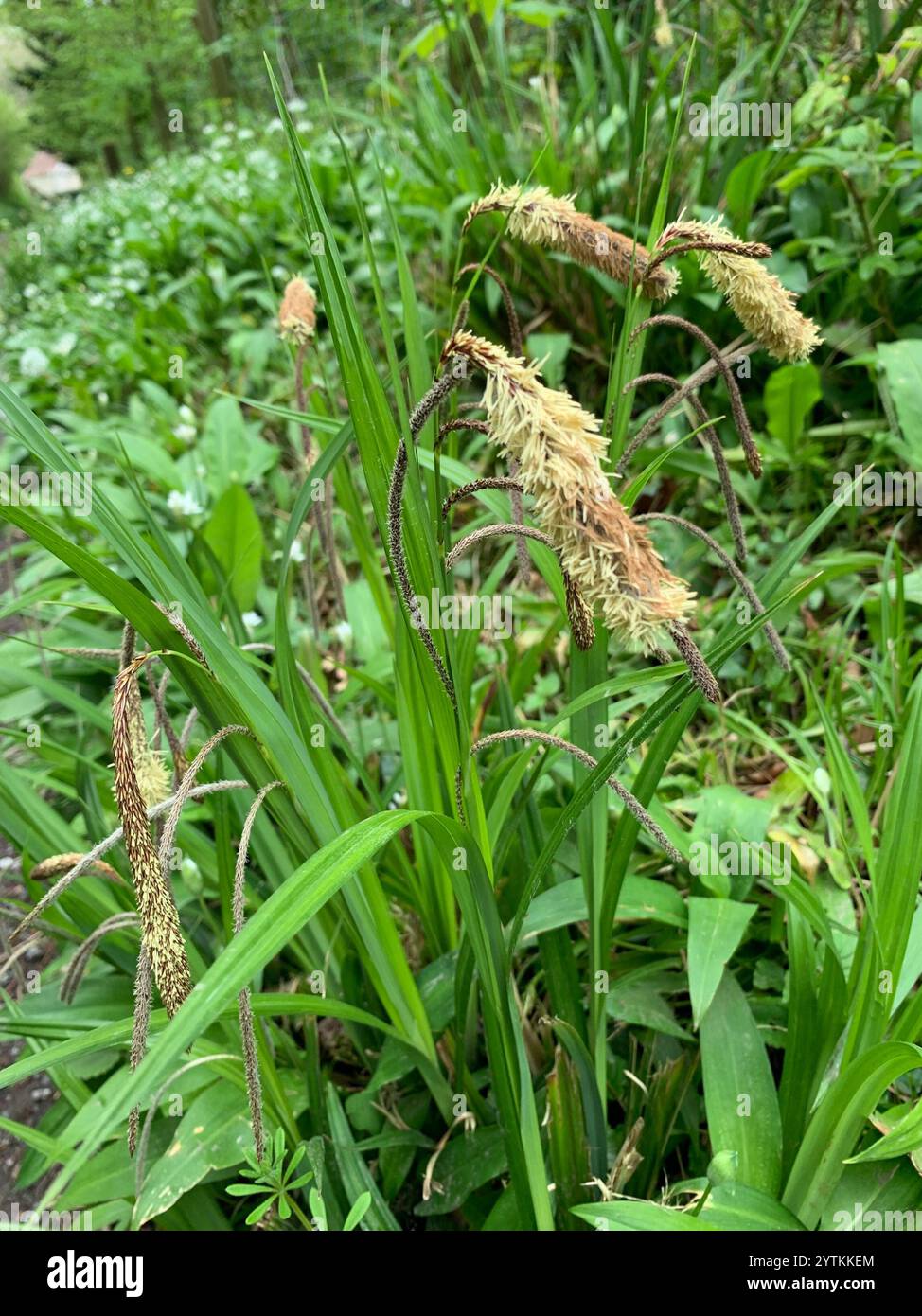 Hanging sedge (Carex pendula Stock Photo - Alamy