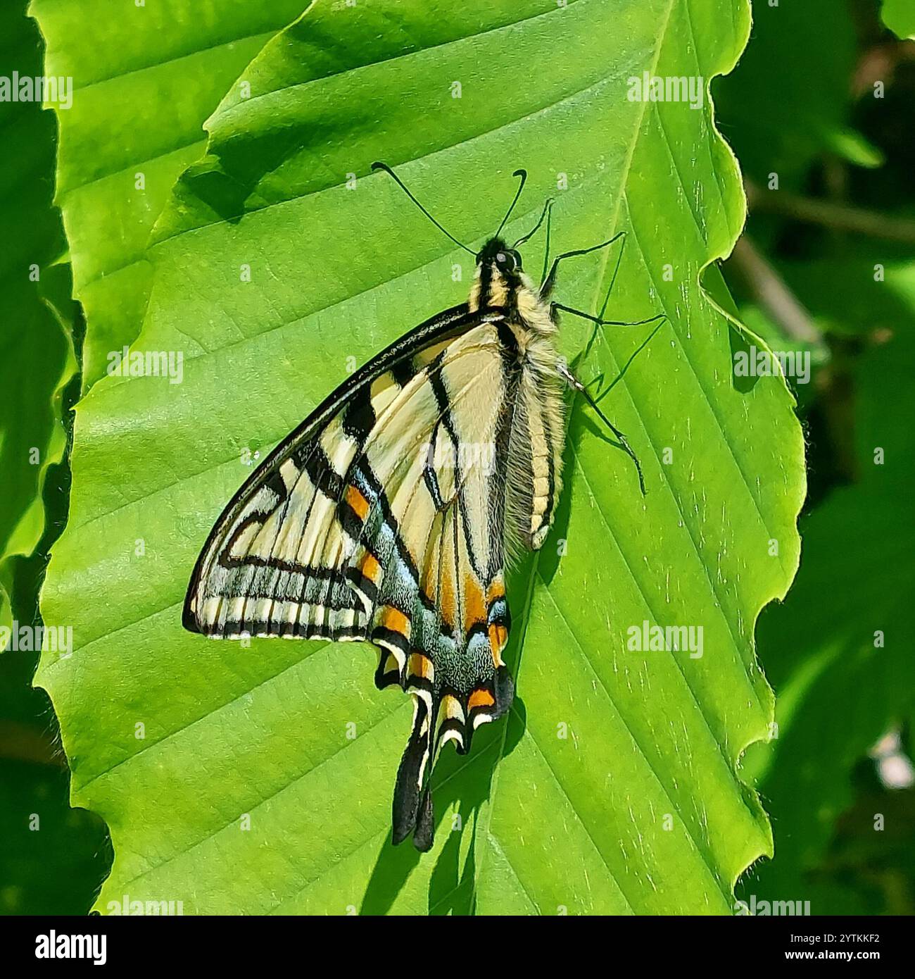 Canadian Tiger Swallowtail (Papilio canadensis Stock Photo - Alamy