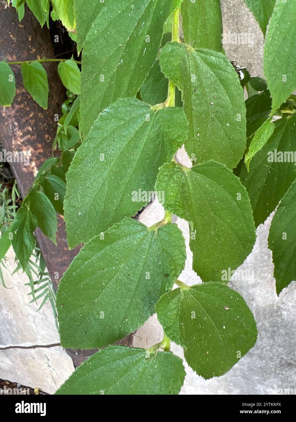 calabur tree (Muntingia calabura Stock Photo - Alamy
