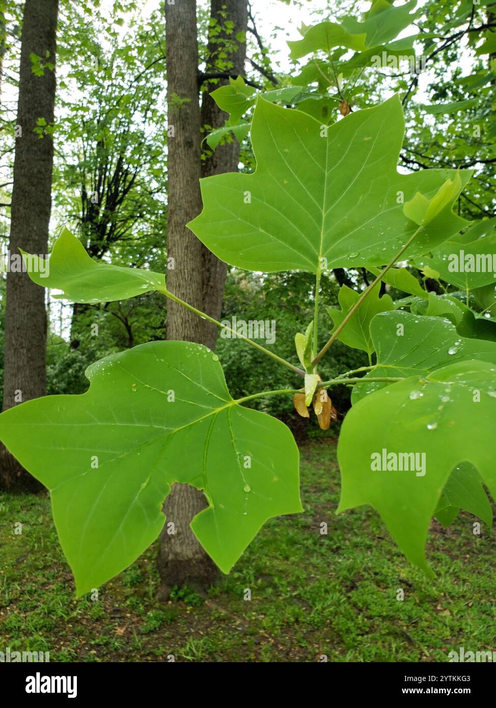tulip tree (Liriodendron tulipifera Stock Photo - Alamy