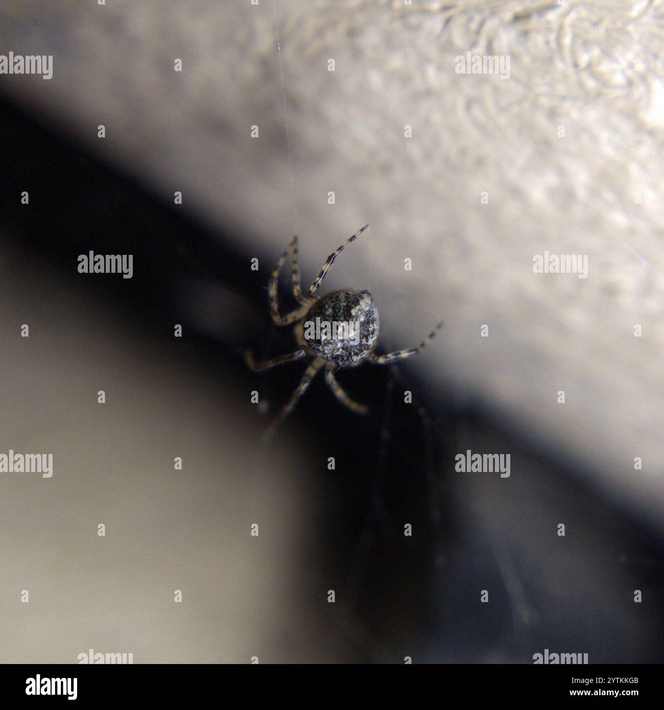 Typical Cobweb Spiders (Theridion Stock Photo - Alamy