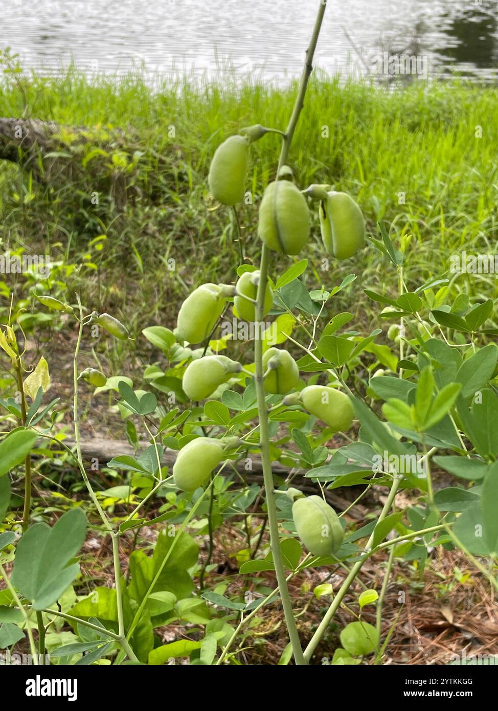 white wild indigo (Baptisia alba Stock Photo - Alamy