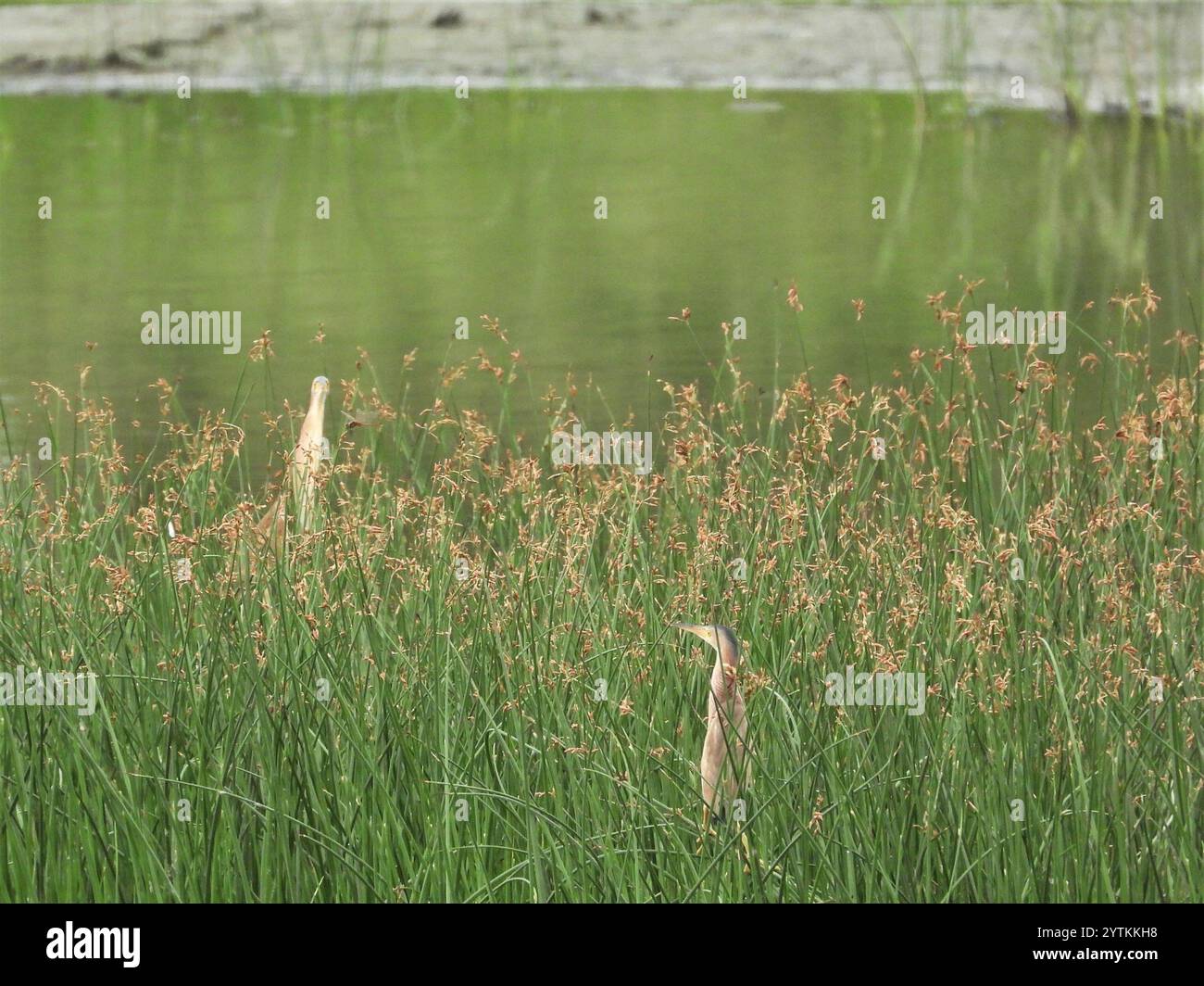 Yellow Bittern (Botaurus sinensis Stock Photo - Alamy