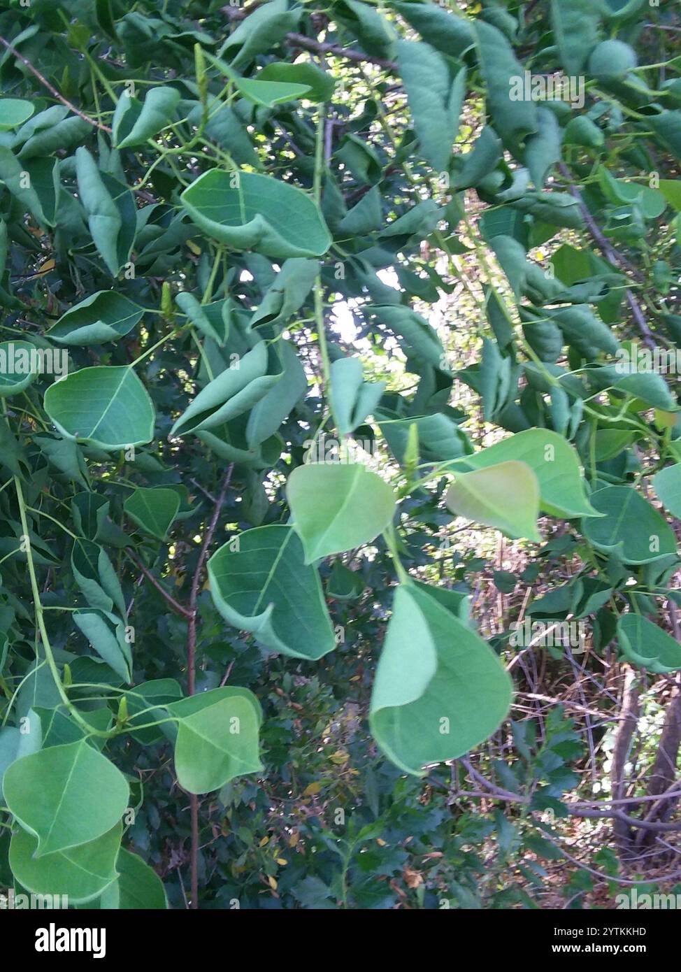 Chinese Tallow (Triadica sebifera Stock Photo - Alamy