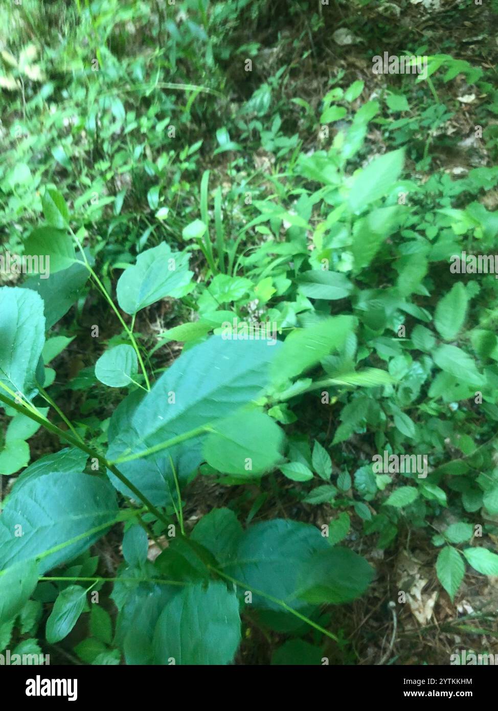 Bigleaf Snowbell (Styrax grandifolius Stock Photo - Alamy