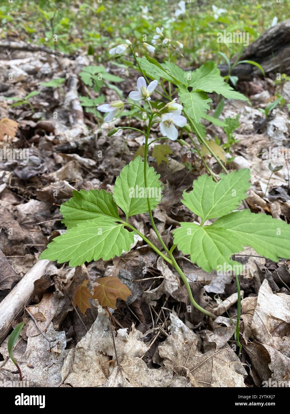 Two-leaved Toothwort (Cardamine diphylla Stock Photo - Alamy