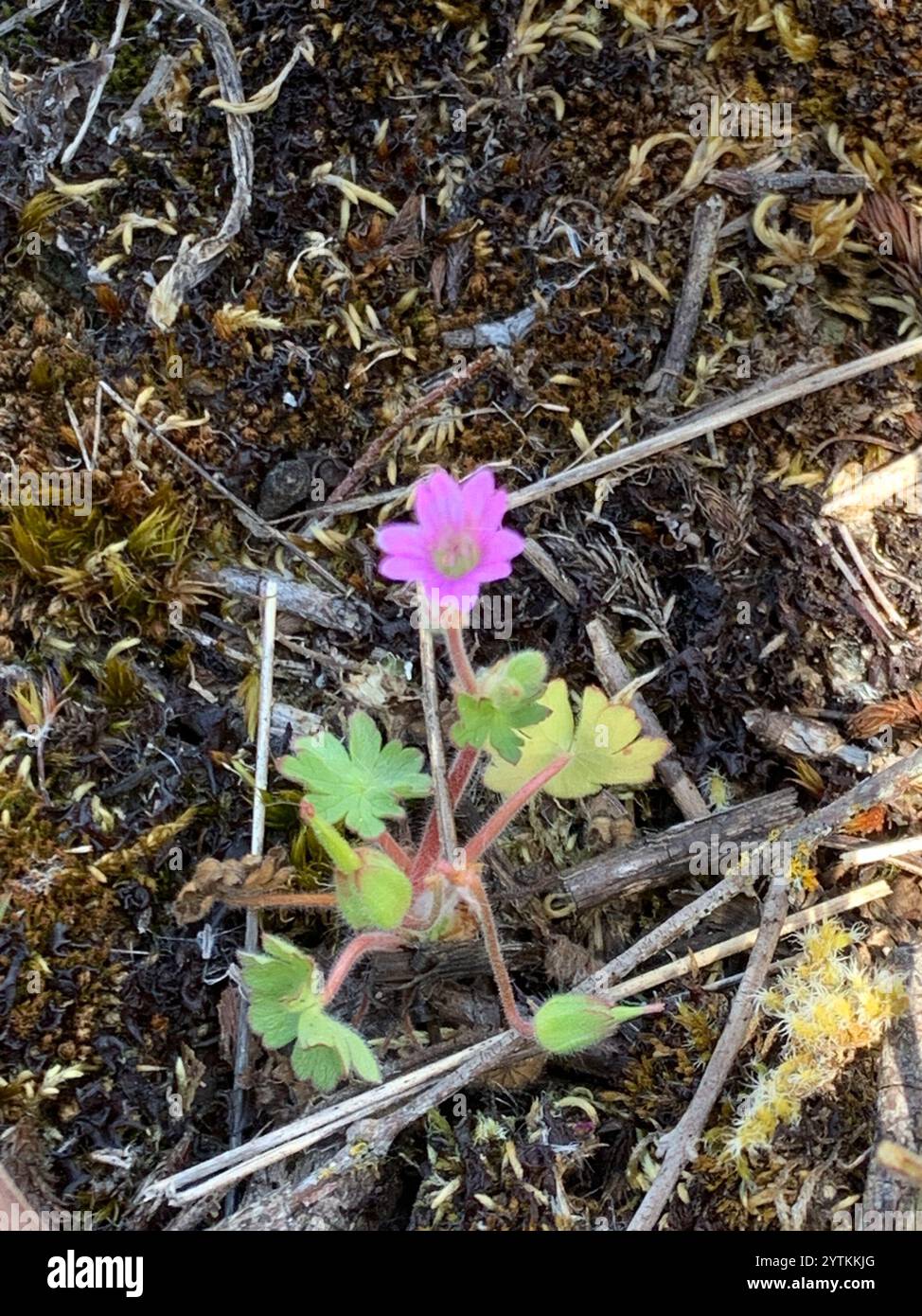 Dove's-foot crane's-bill (Geranium molle Stock Photo - Alamy