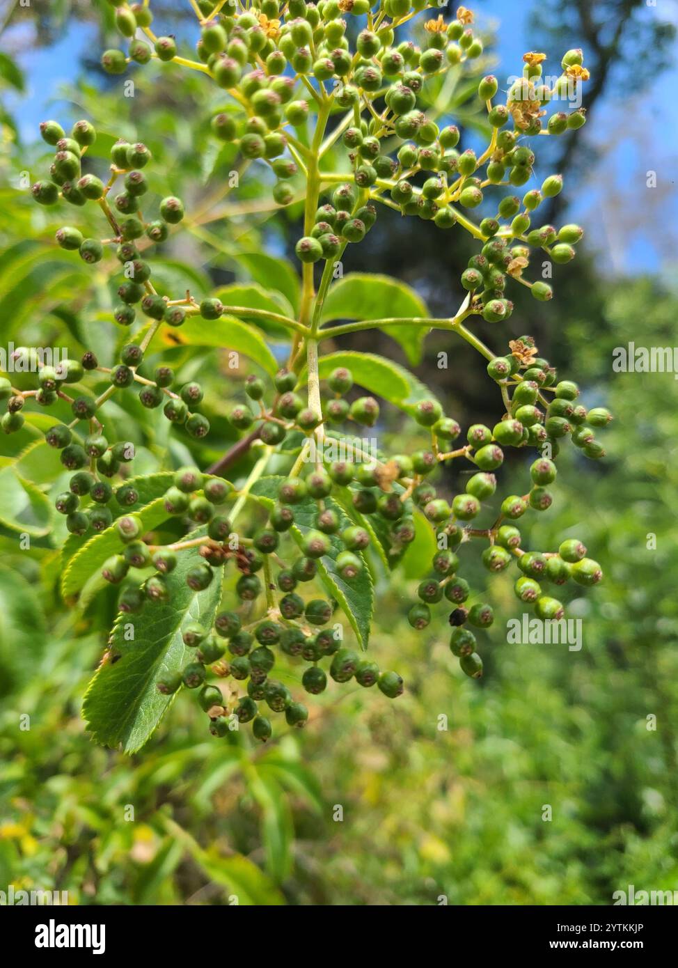 blue elder (Sambucus cerulea Stock Photo - Alamy