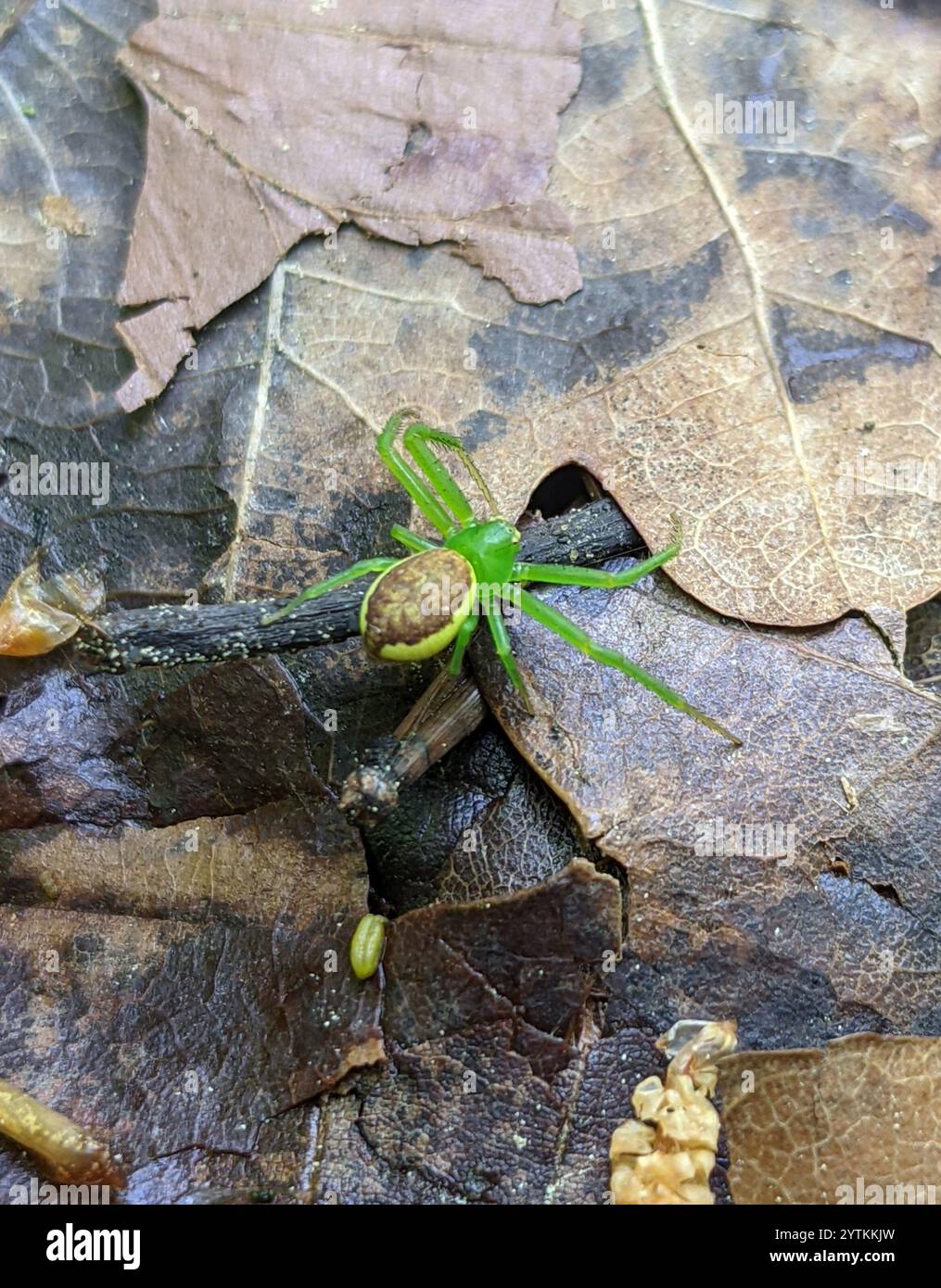 Eurasian Green Crab Spider (Diaea dorsata Stock Photo - Alamy