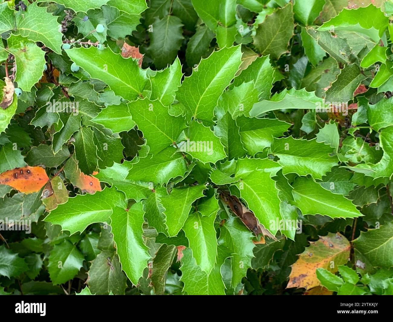 California barberry (Berberis pinnata Stock Photo - Alamy